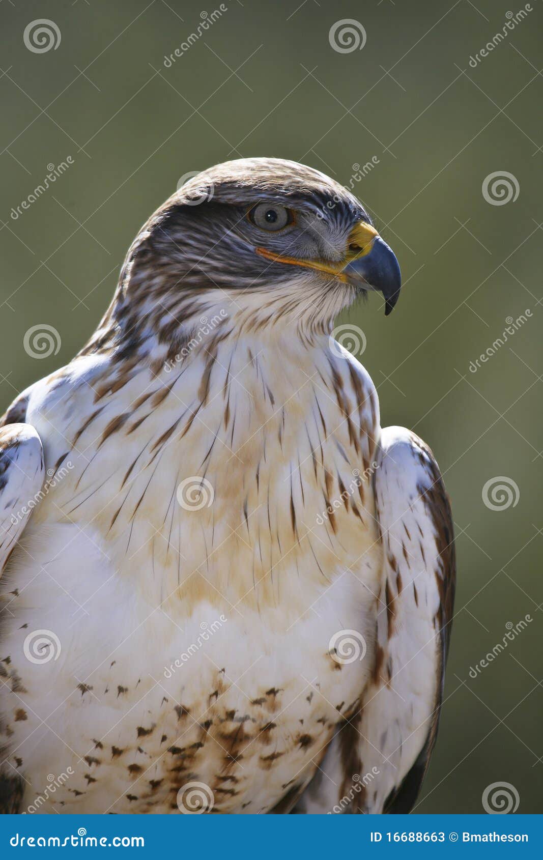 Ferruginous Hawk in Profile Stock Image - Image of brown, nature: 16688663