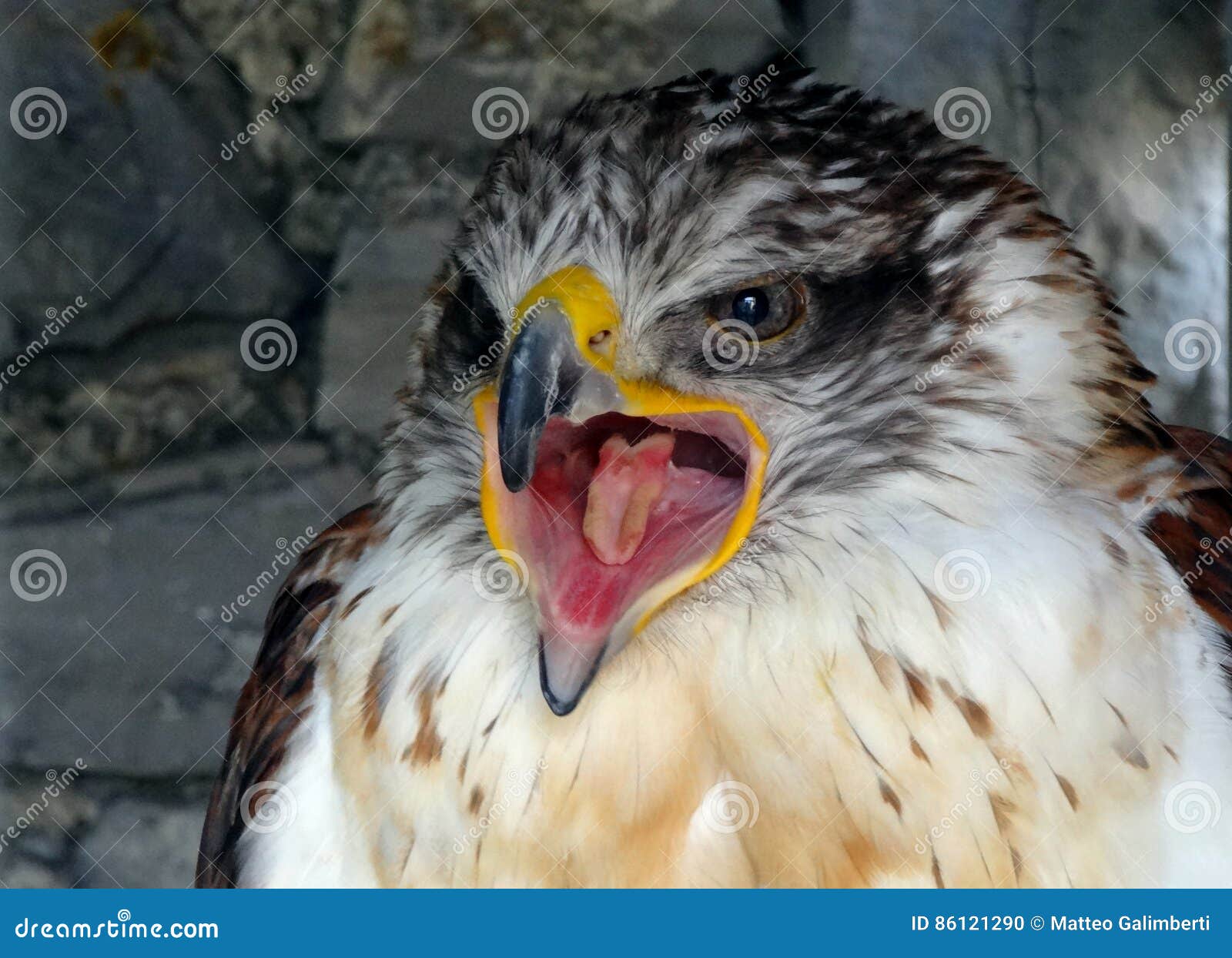 Ferruginous hawk screaming stock photo. Image of wildlife - 86121290