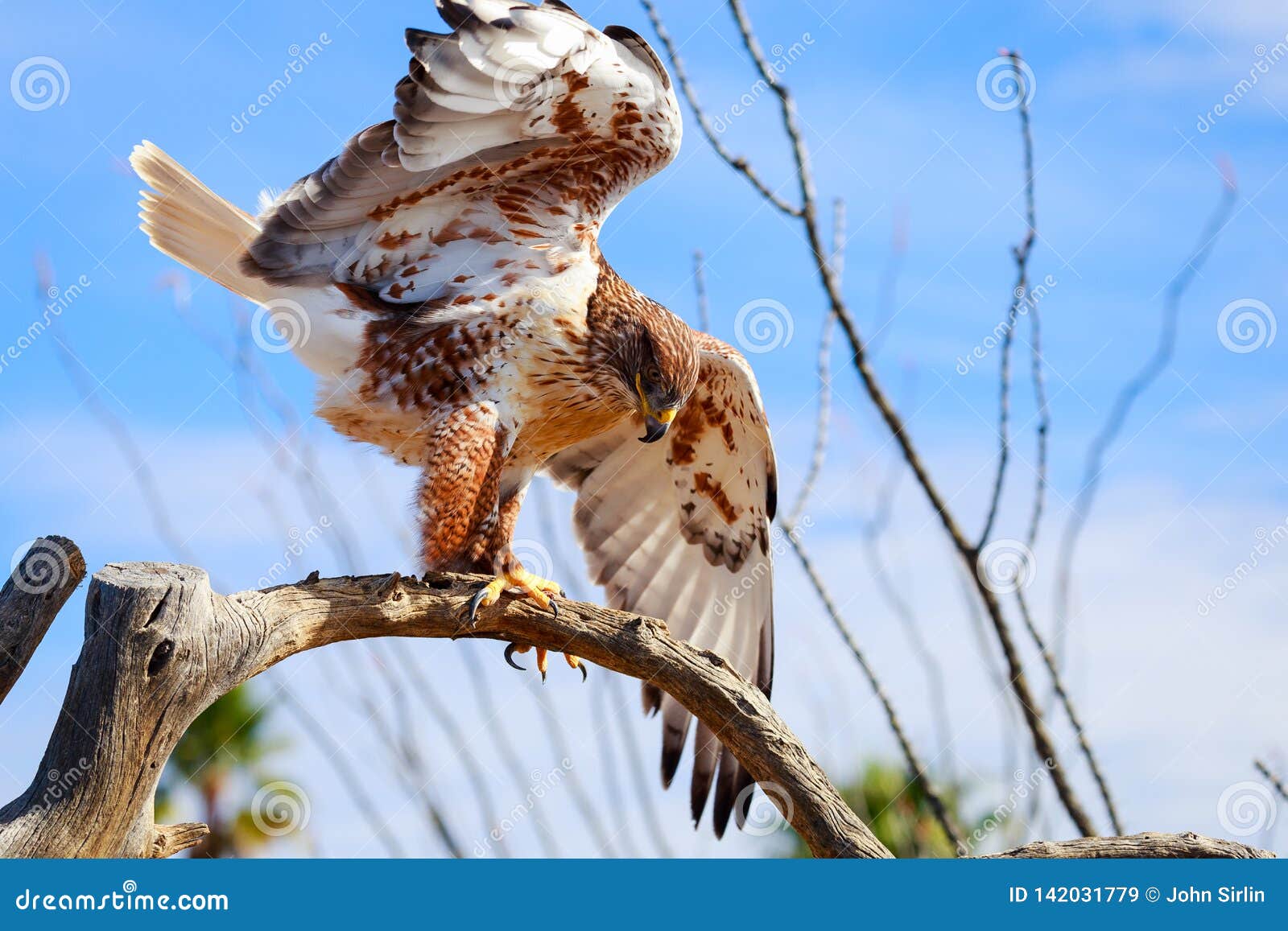 Ferruginous Hawk Perched on a Tree Branch Stock Image - Image of ...