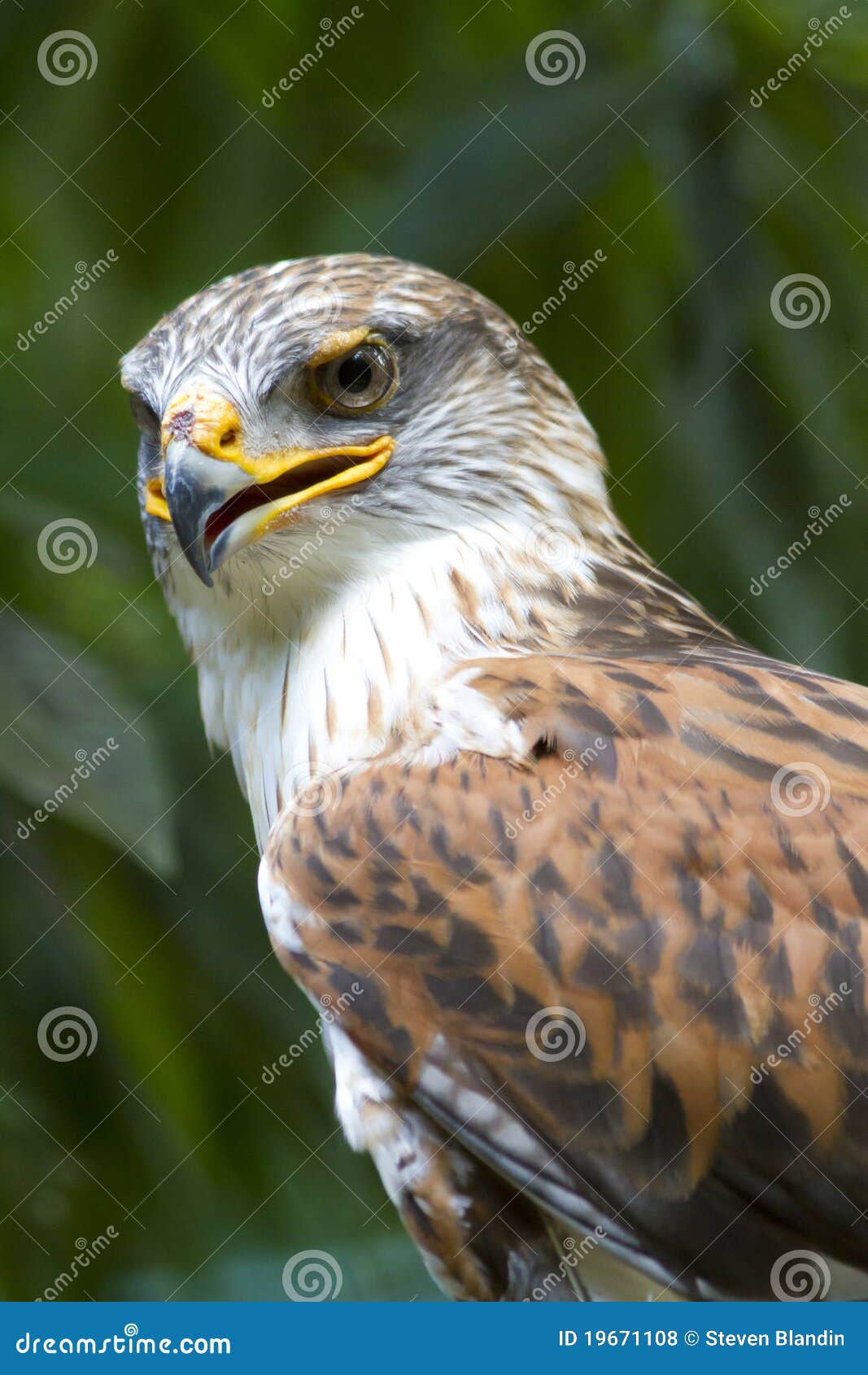 Ferruginous Hawk stare stock photo. Image of prey, portrait - 19671108