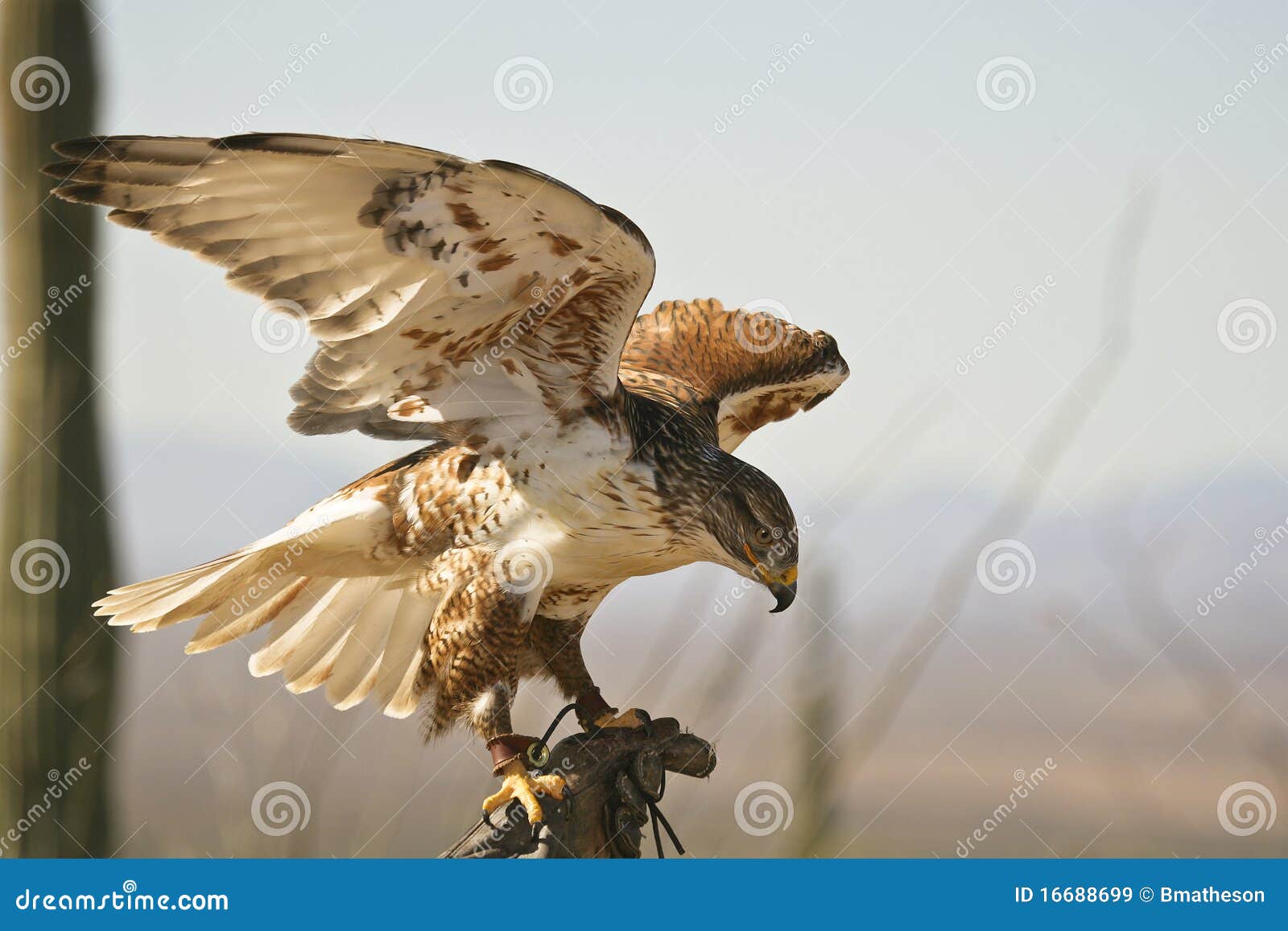 Ferruginous Hawk Taking Off Stock Image - Image of alert, birds: 16688699