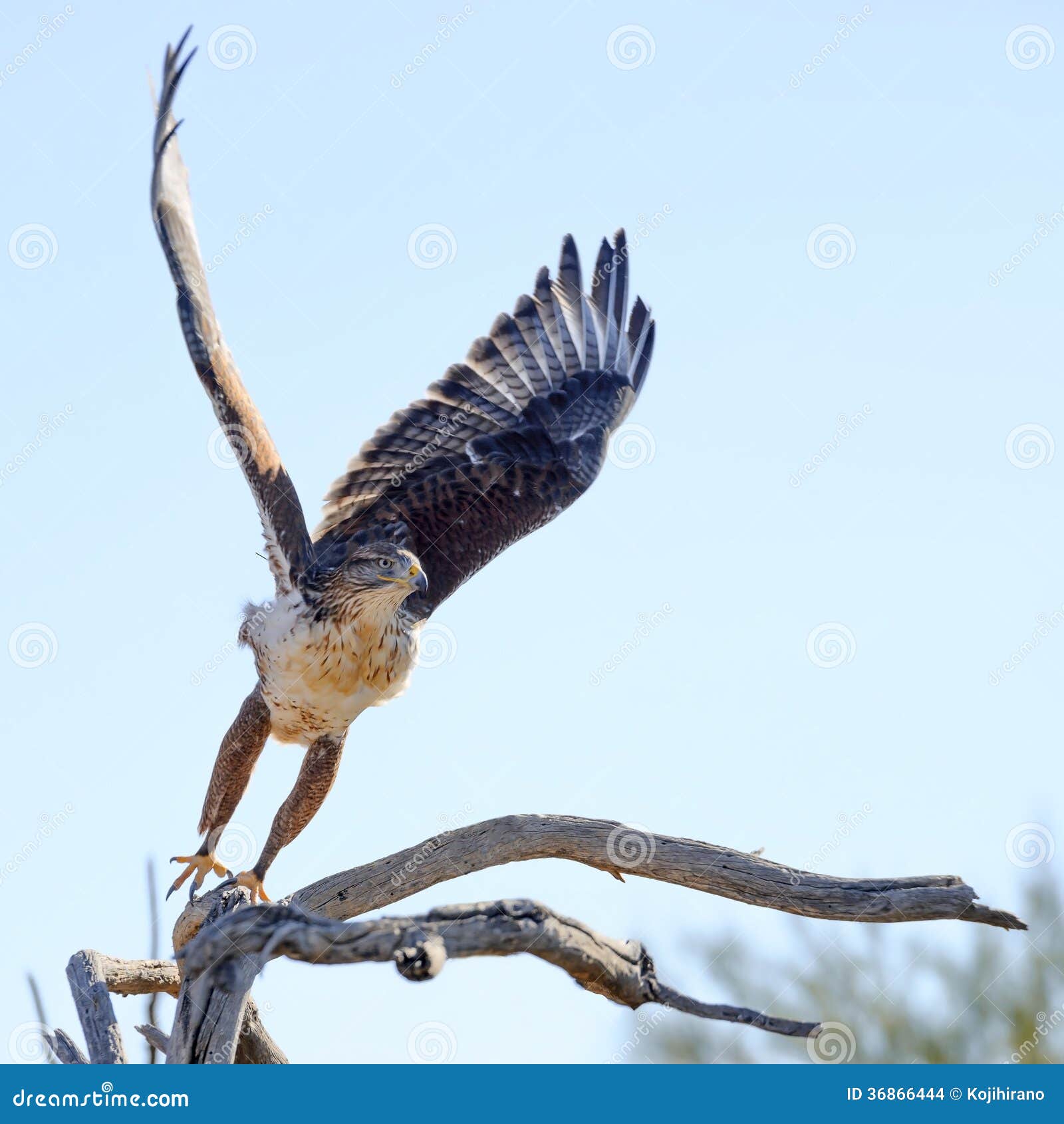Ferruginous Hawk stock photo. Image of feather, talon - 36866444