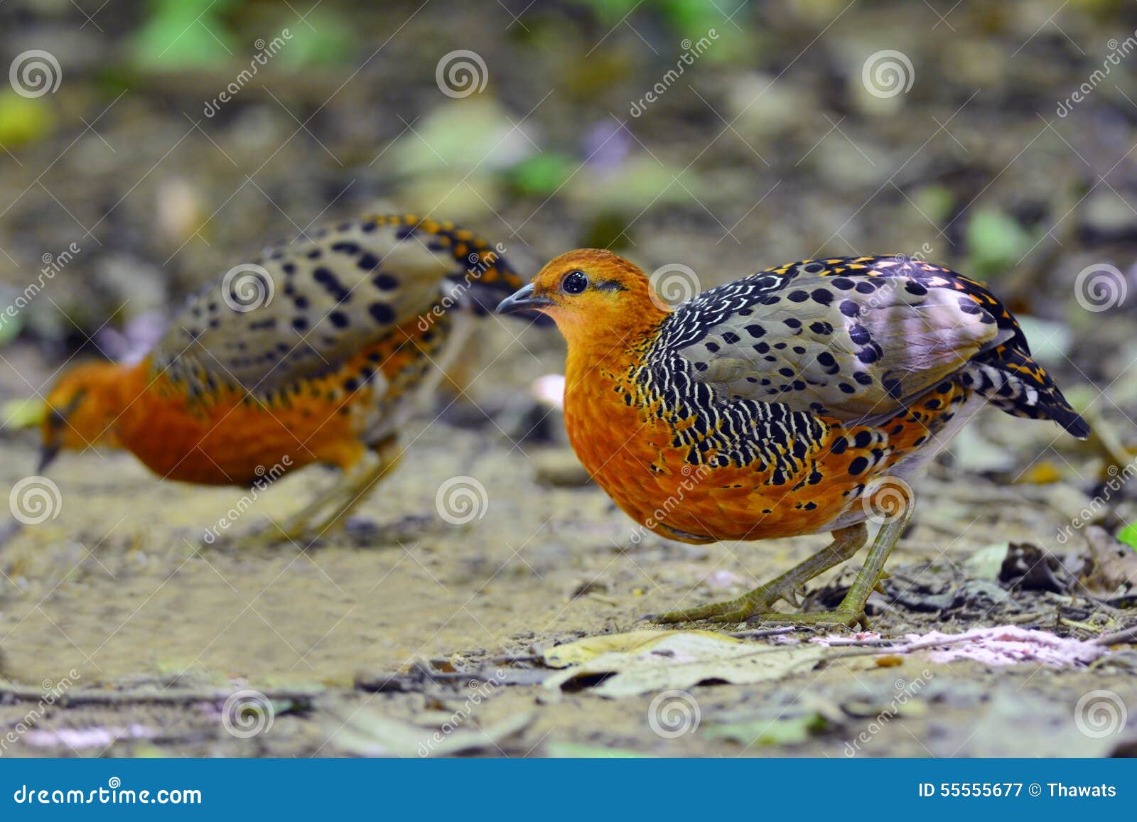Ferruginous Partridge stock image. Image of birdlife - 55555677