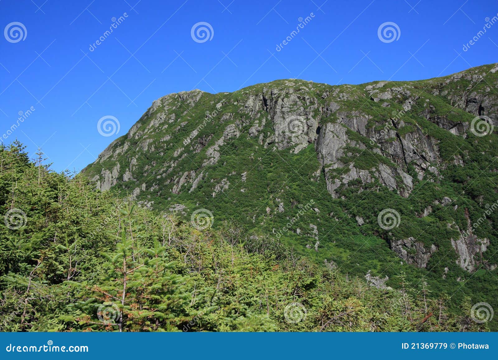 Ferry Gulch Landscape stock image. Image of ferry, trees - 21369779