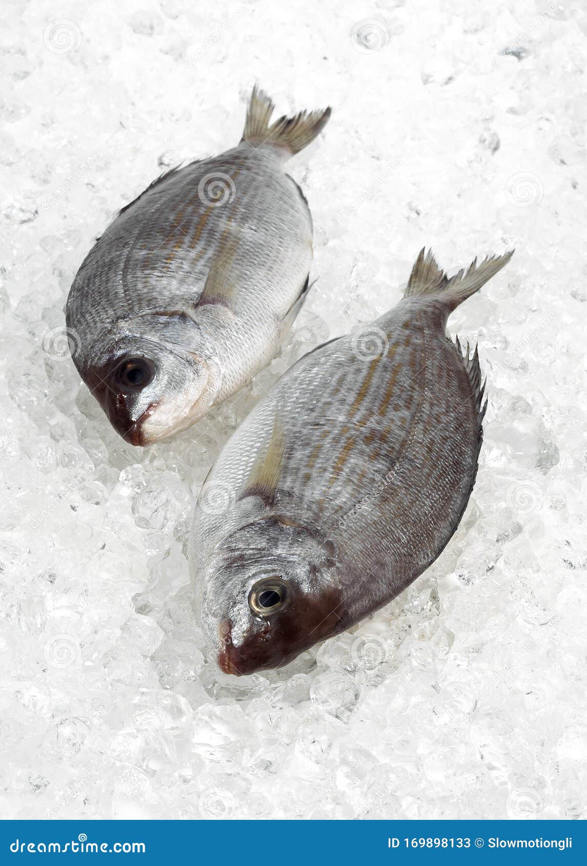 DAURADE ROYALE stock image. Image of wild, auratus, fish - 169898133