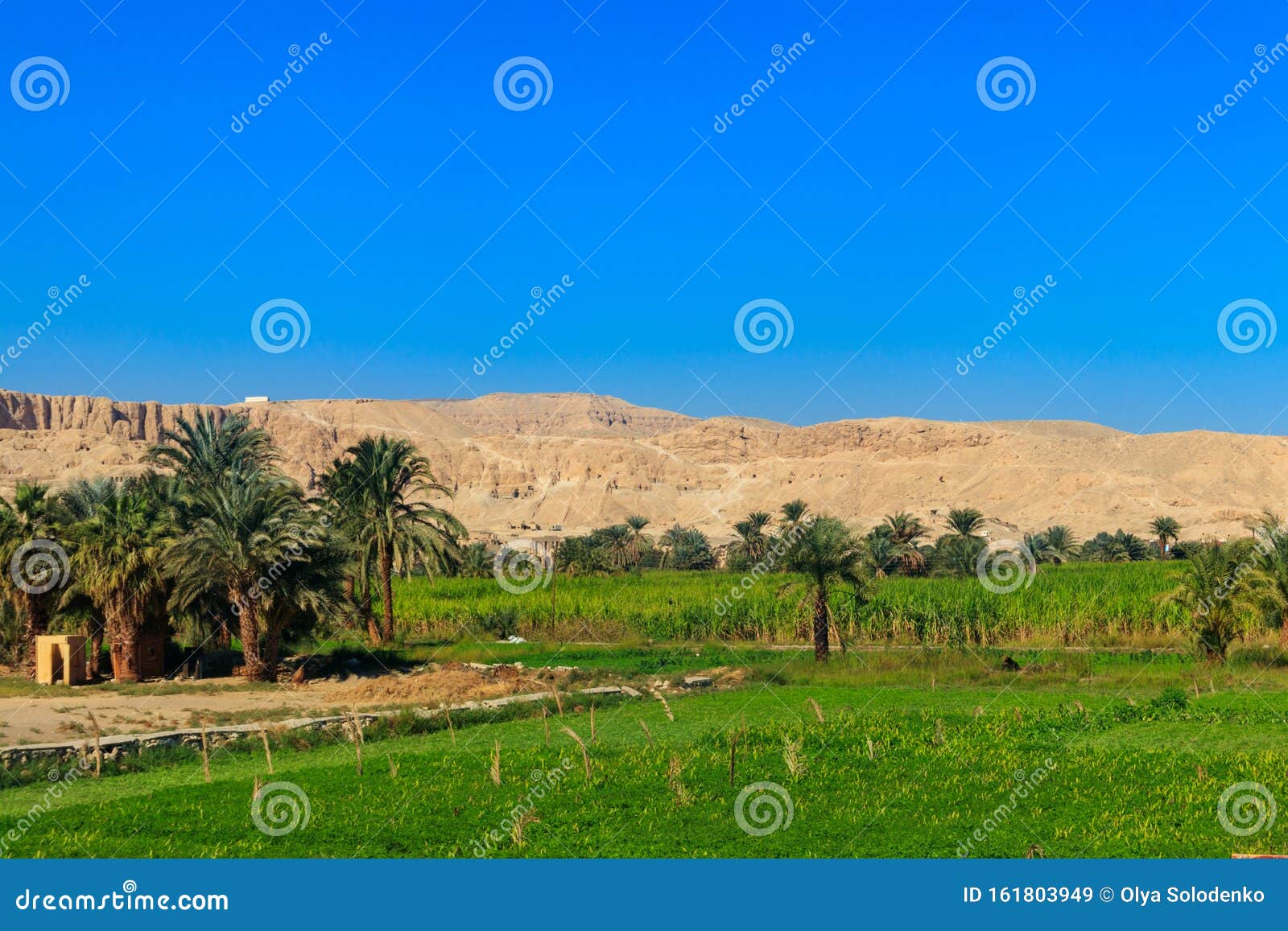 Fertile Soil Along The Nile River