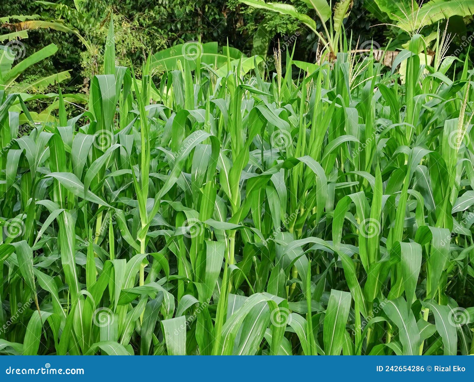 The Fertile Corn Tree is in Bloom Stock Photo - Image of food ...