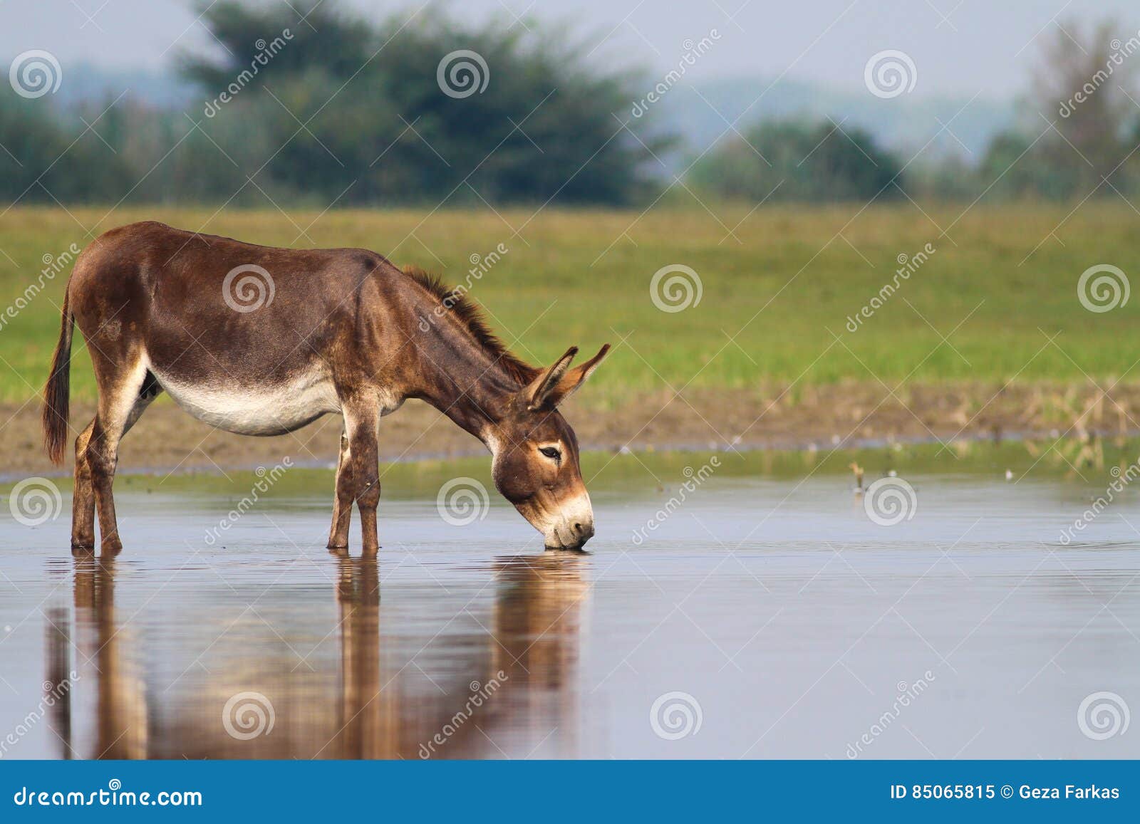 Fertile Donkey Drinking Water Stock Image - Image of mammal, head: 85065815