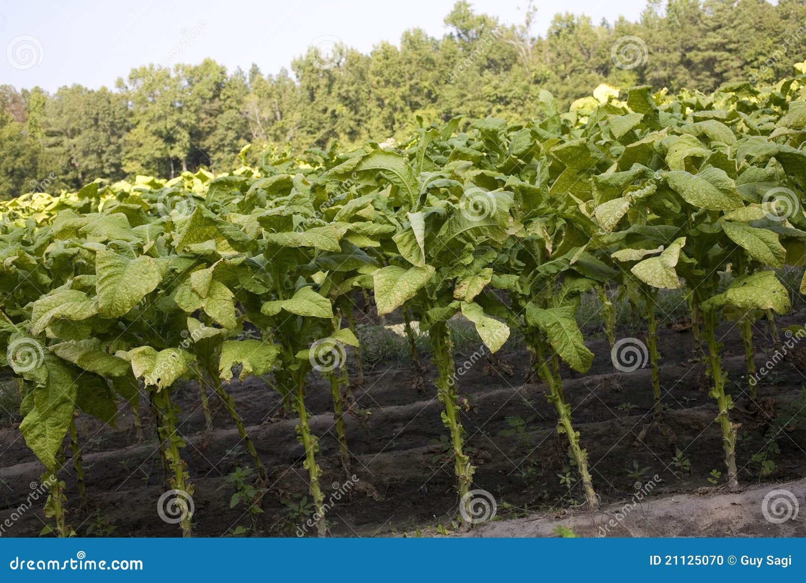 Fertile field stock photo. Image of furrows, field, soil - 21125070