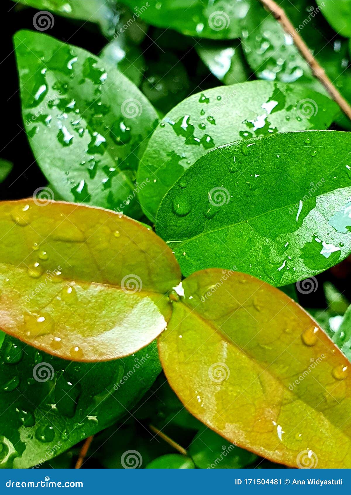 Fertile Green Leaves in the Garden Stock Image - Image of leaves ...