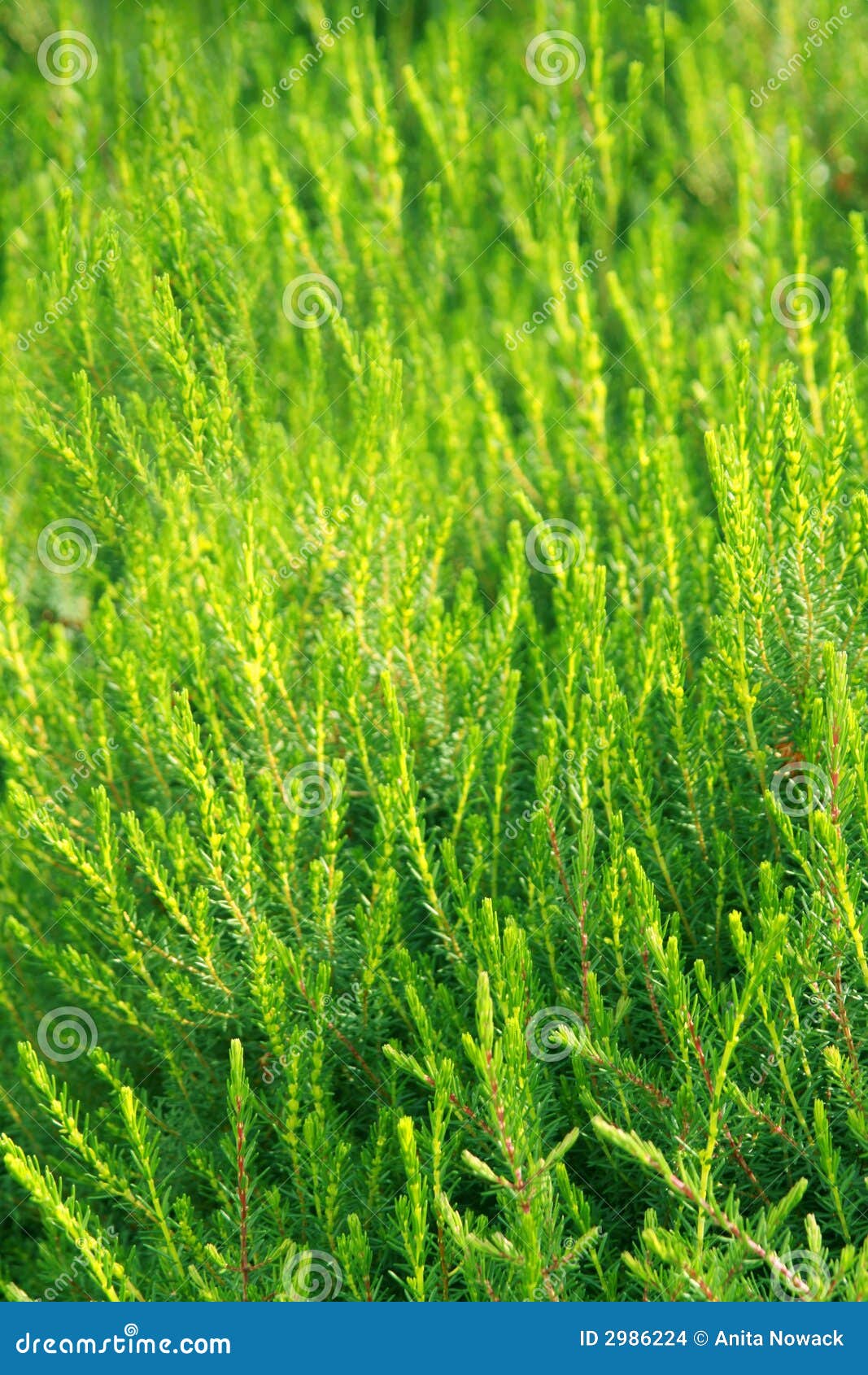 Fertile green vegetation stock photo. Image of grasses - 2986224
