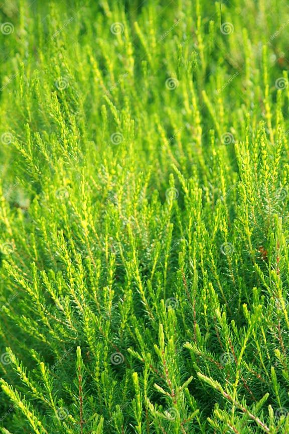 Fertile green vegetation stock photo. Image of grasses - 2986224