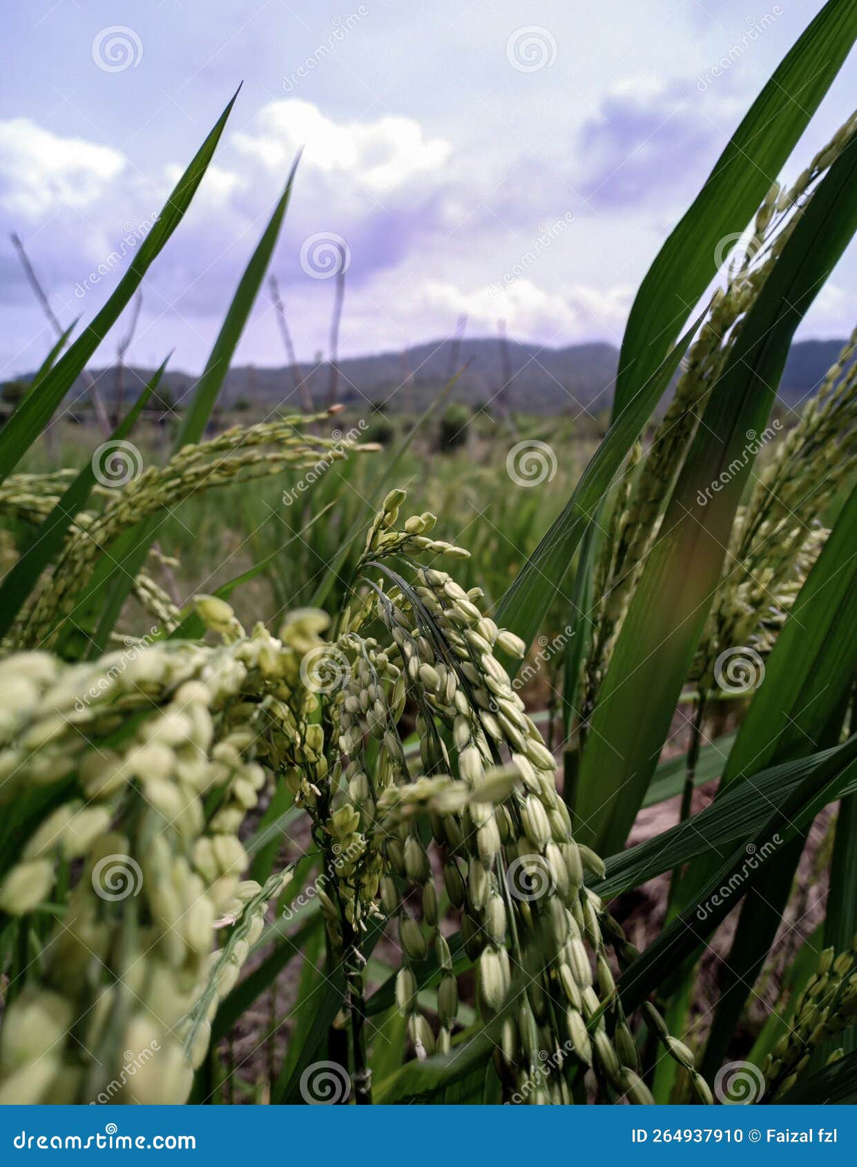 Fertile rice plants stock photo. Image of grass, prairie - 264937910