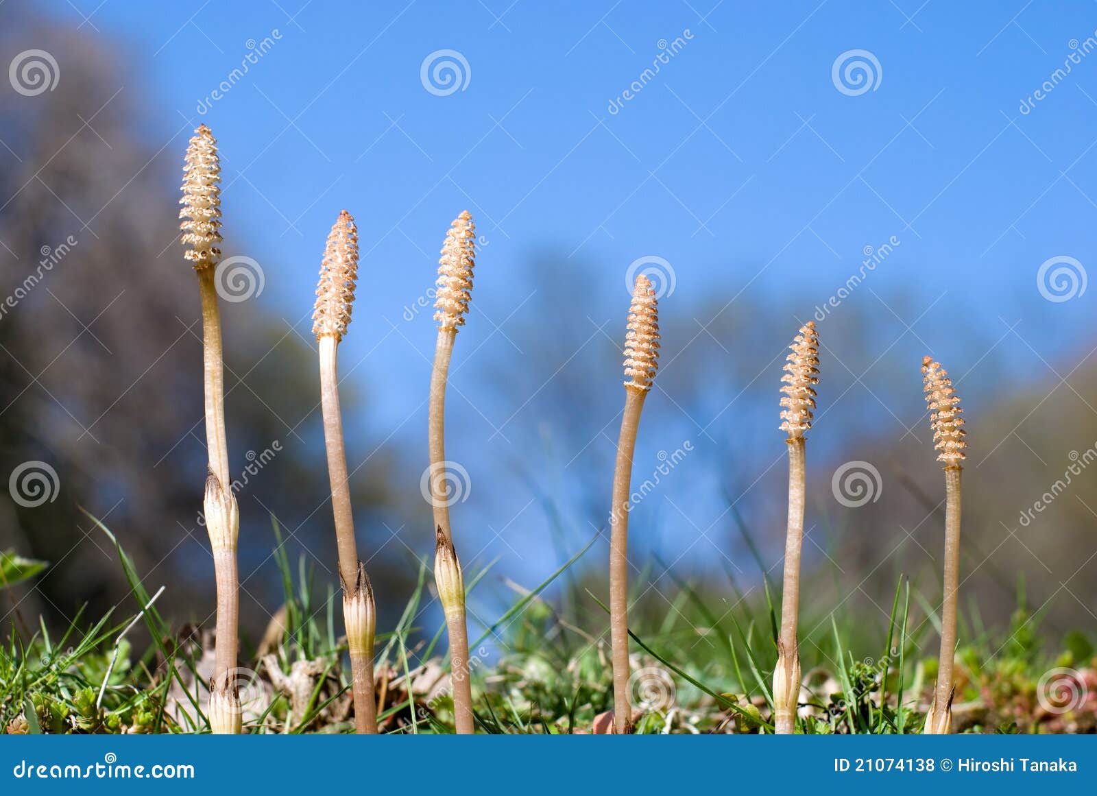 Fertile shoot line stock photo. Image of horsetail, green - 21074138