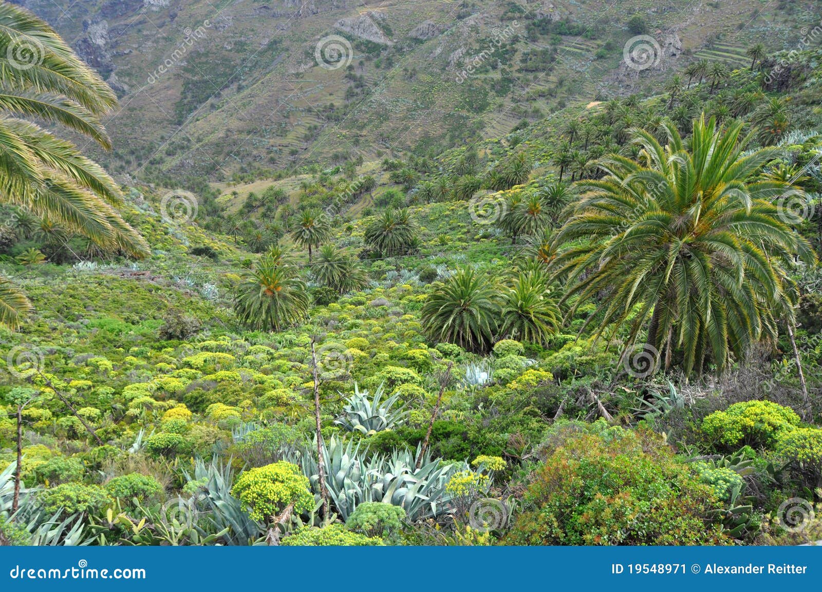 Fertile soil stock image. Image of ground, fertile, lush - 19548971