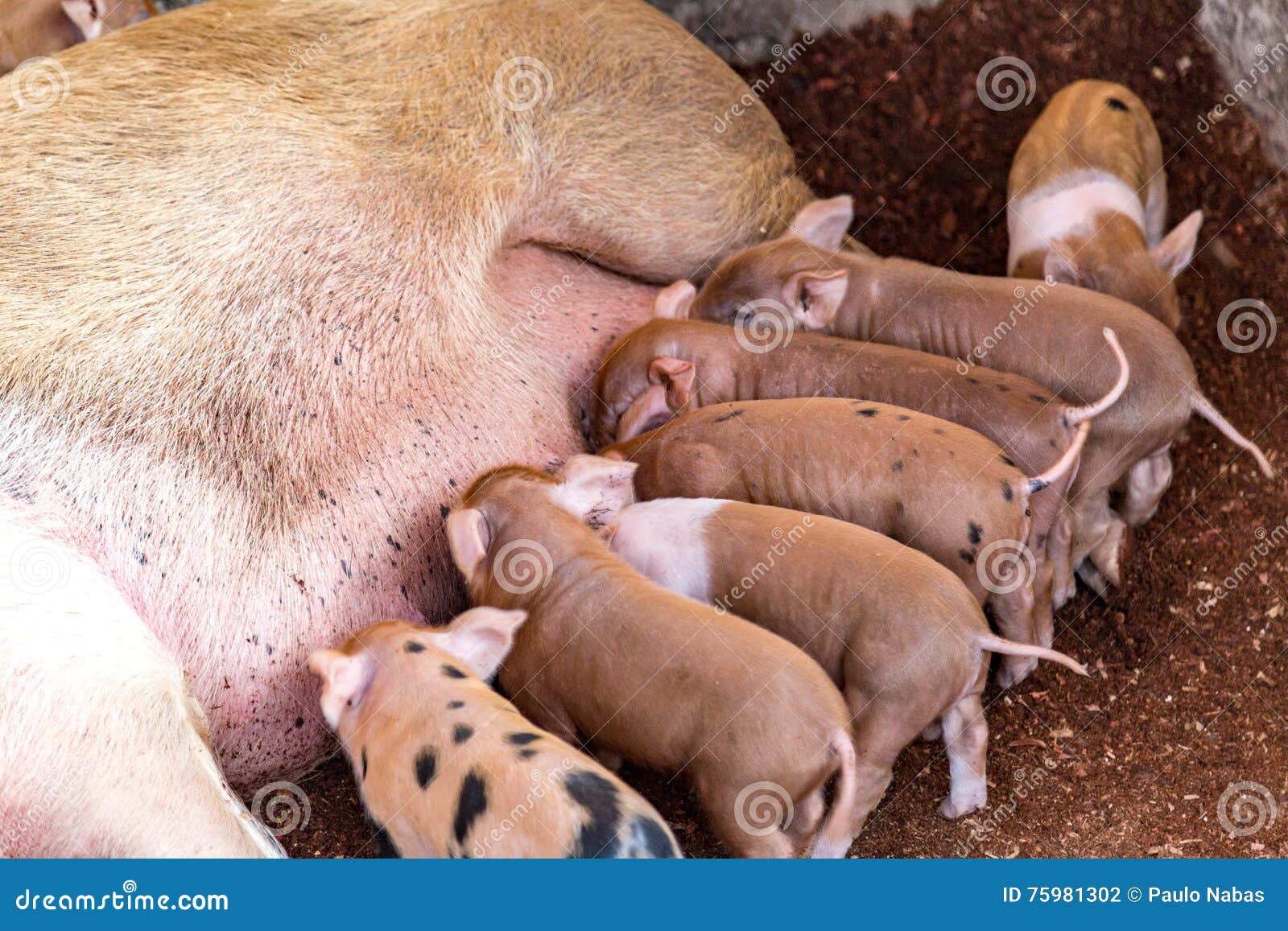 Fertile Sow Lying on Hay and Piglets Suckling Stock Photo - Image of ...