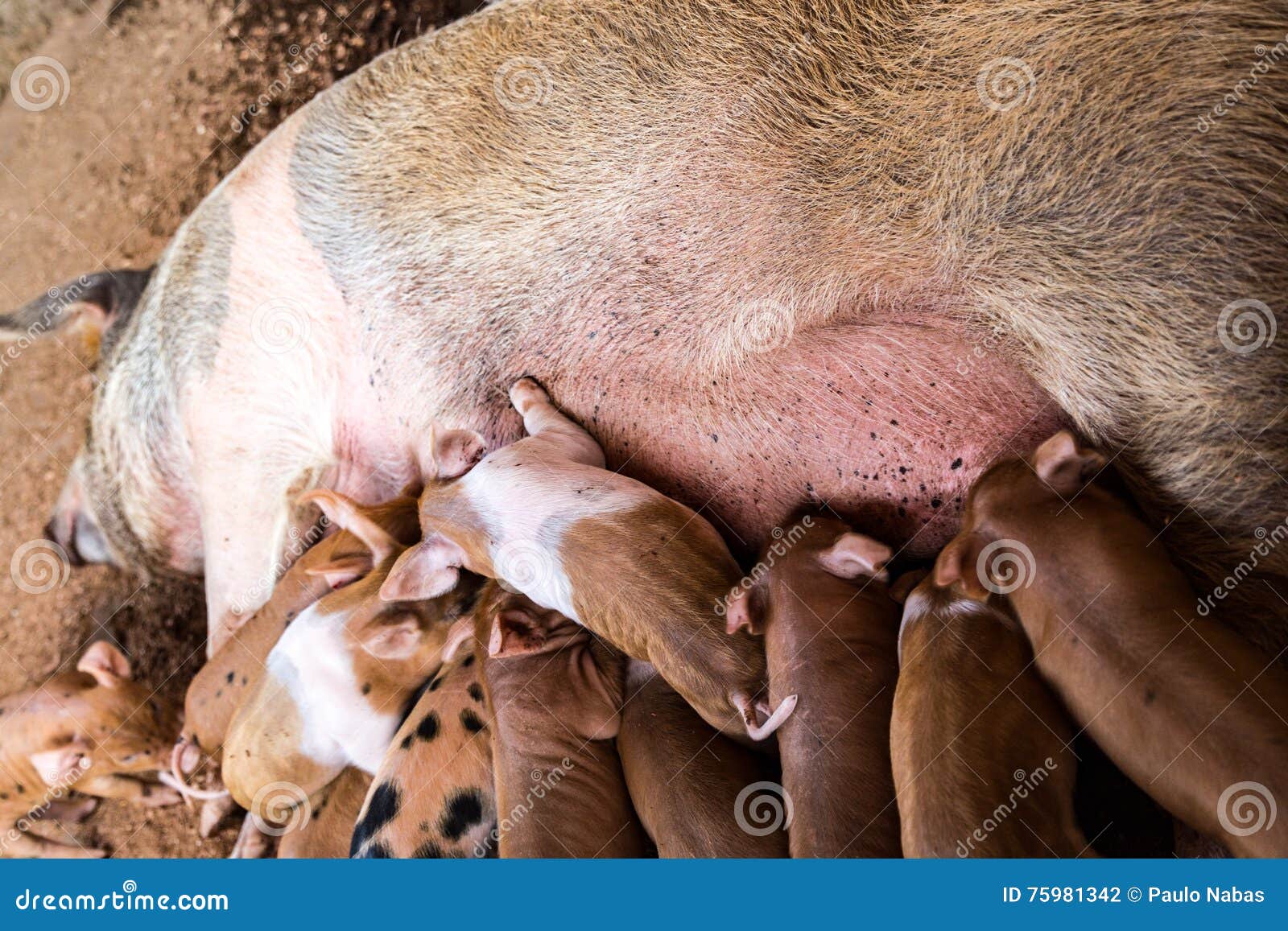 Fertile Sow Lying on Hay and Piglets Suckling Stock Photo - Image of ...