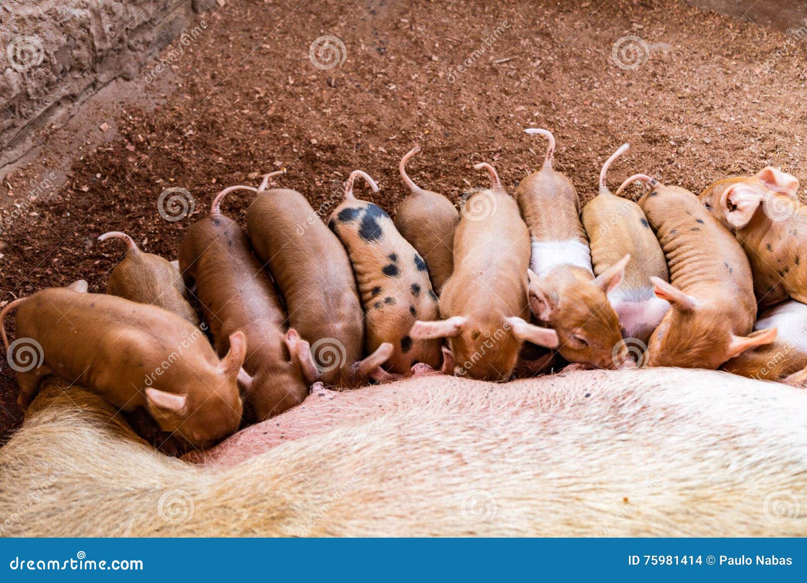 Fertile Sow Lying on Hay and Piglets Suckling Stock Photo - Image of ...