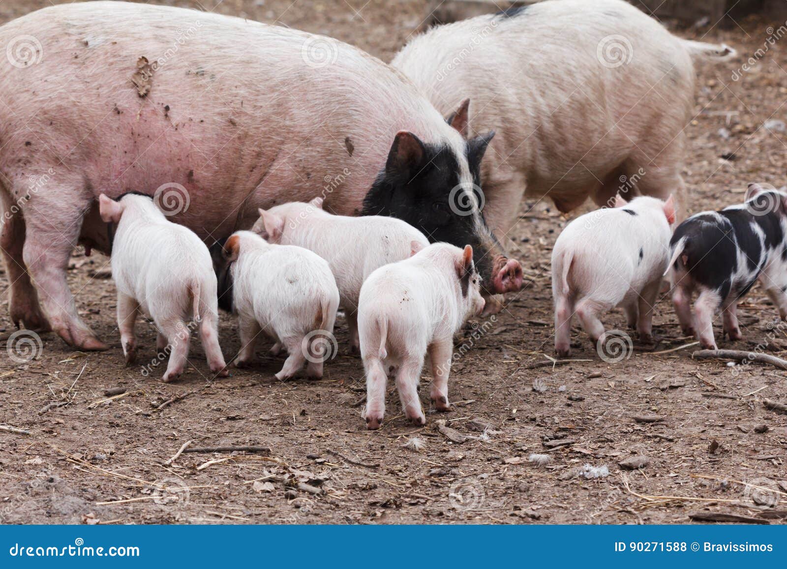 Fertile sow and piglets stock photo. Image of pork, hungry - 90271588
