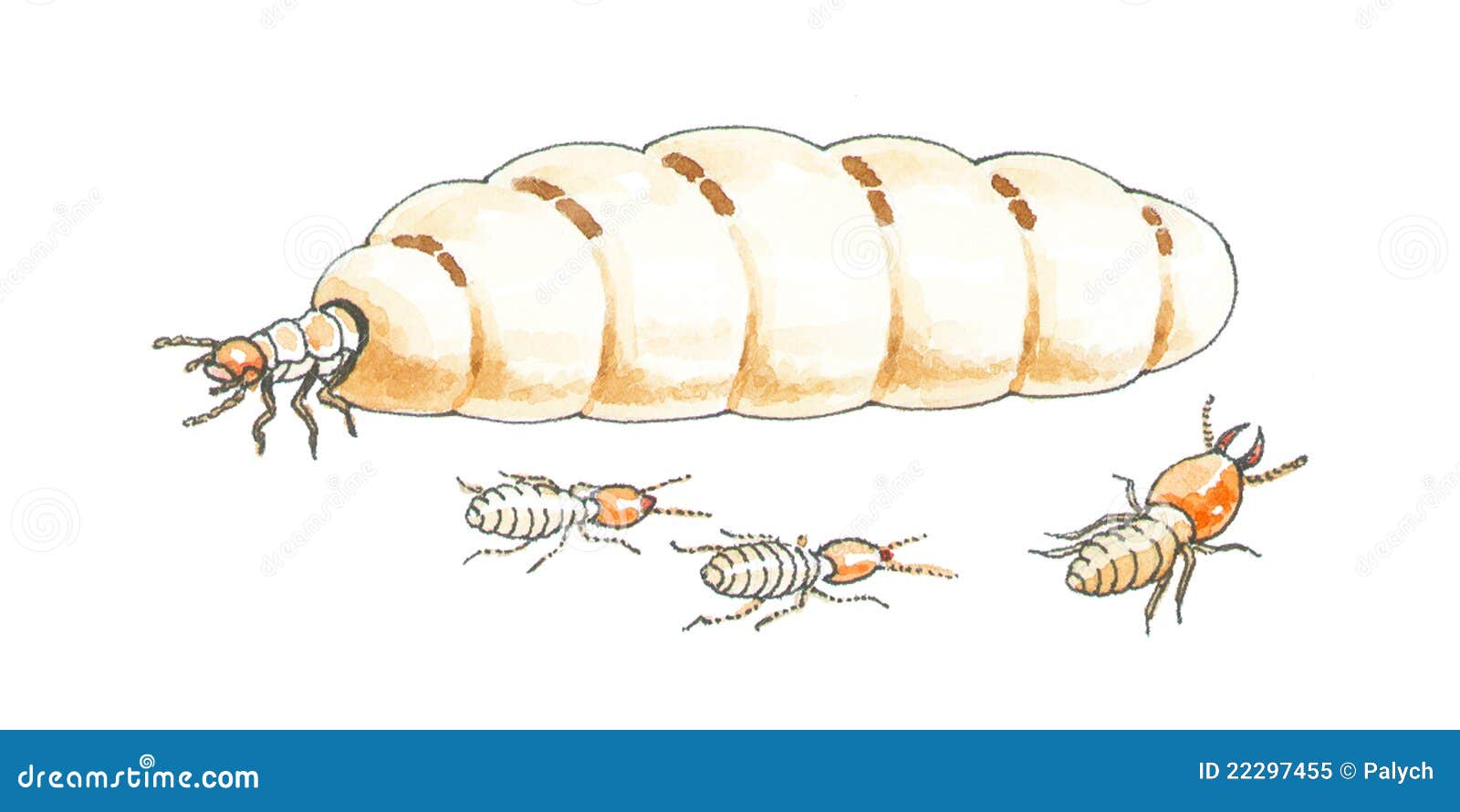 Queen Termite Anatomy Termites Blog