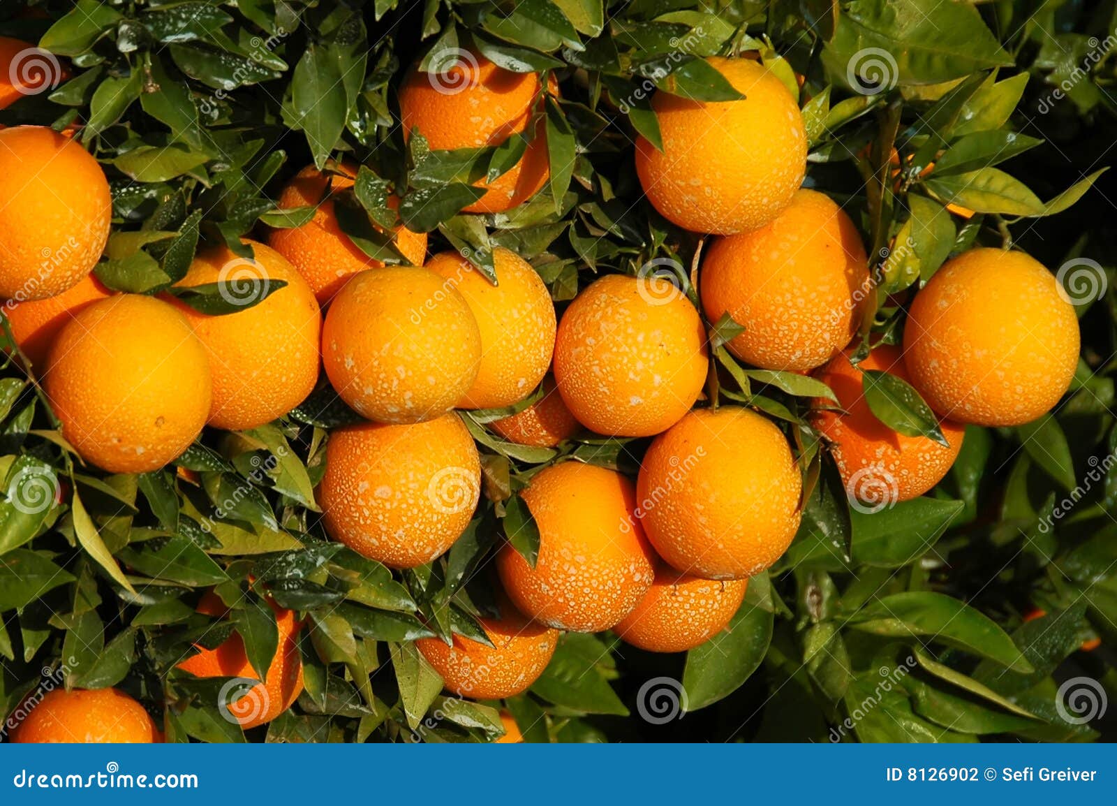 Fertilidade - Lotes Das Laranjas Em Uma árvore Foto de Stock - Imagem ...