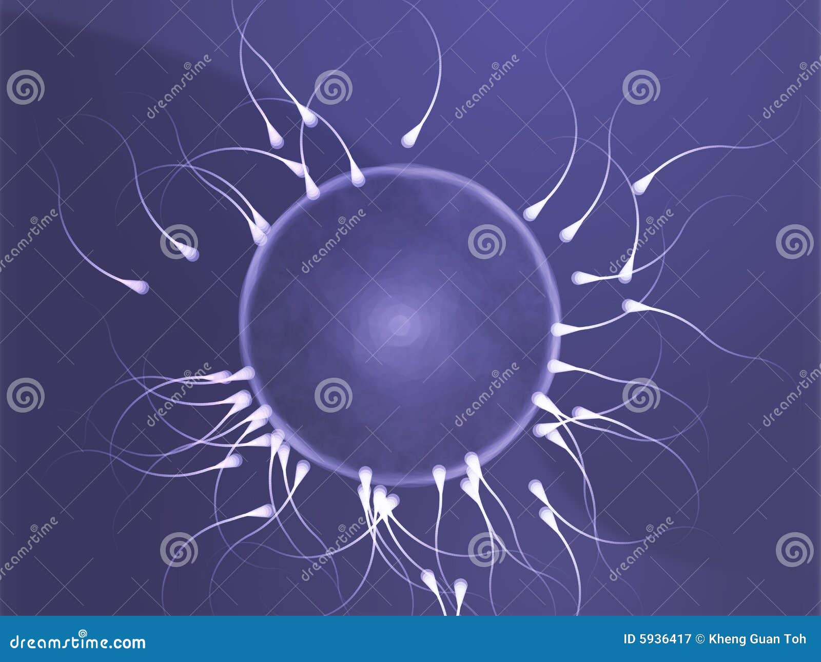 Fertilisation De Cellules D'ovule Humain Illustration Stock ...