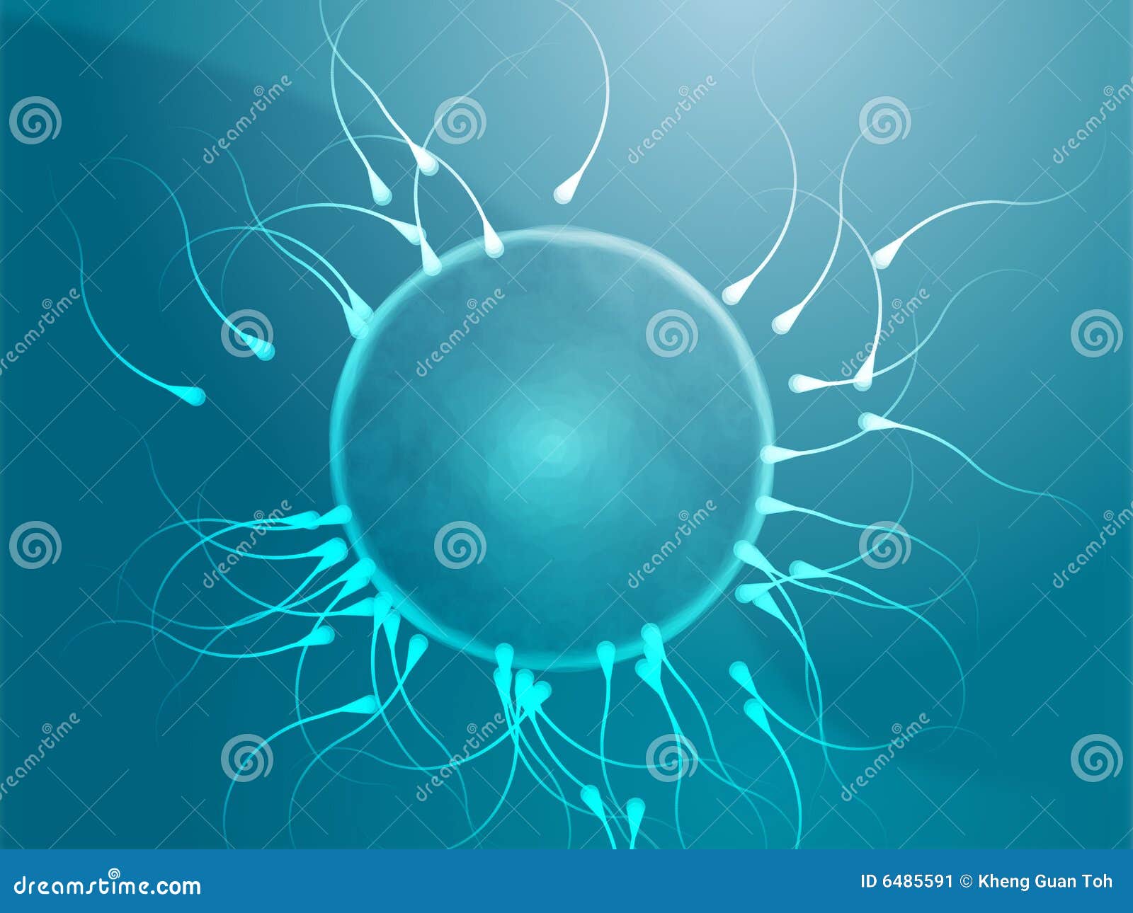 Fertilisation De Cellules D'ovule Humain Illustration Stock ...