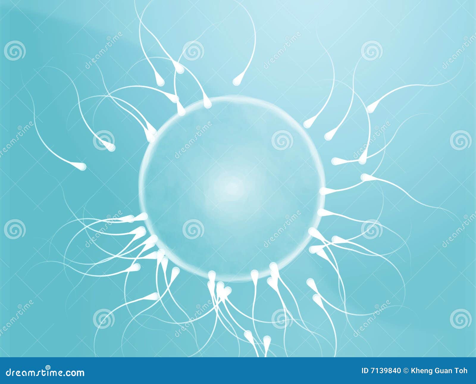Fertilisation De Cellules D'ovule Humain Illustration Stock ...