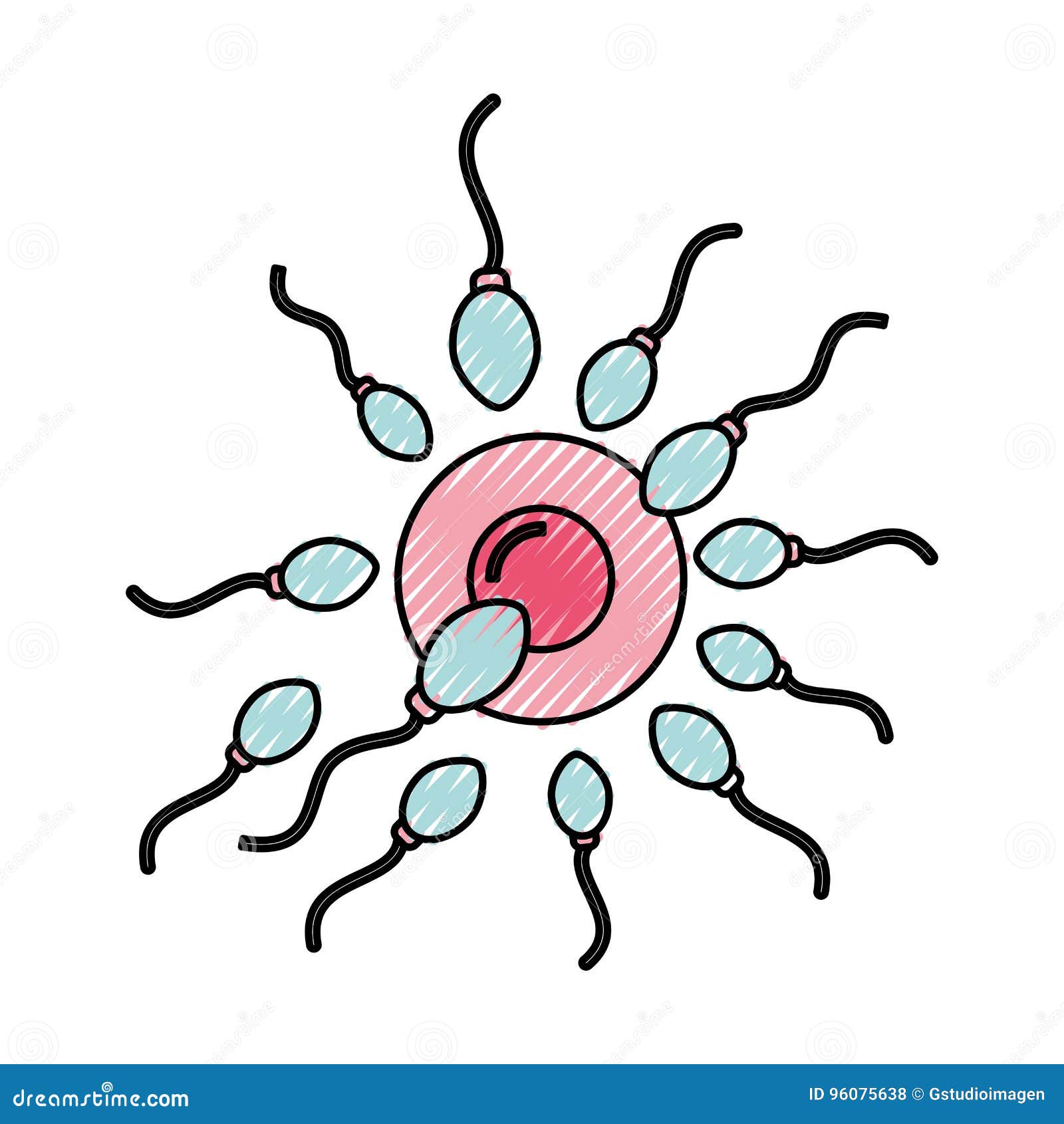 Fertilisation De L'ovule Par Le Spermatozoïde Illustration de Vecteur ...