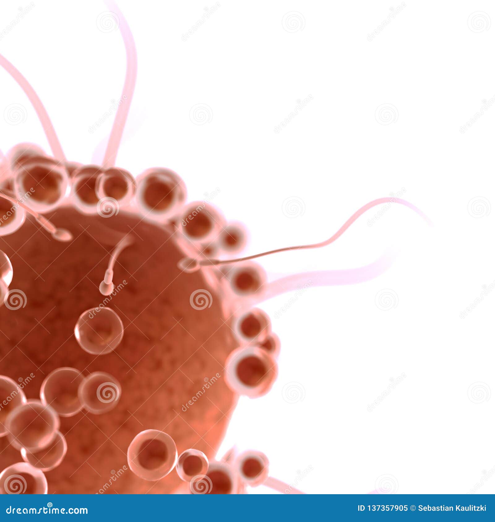 Fertilisez Une Cellule D'ovule Humain Illustration Stock - Illustration ...