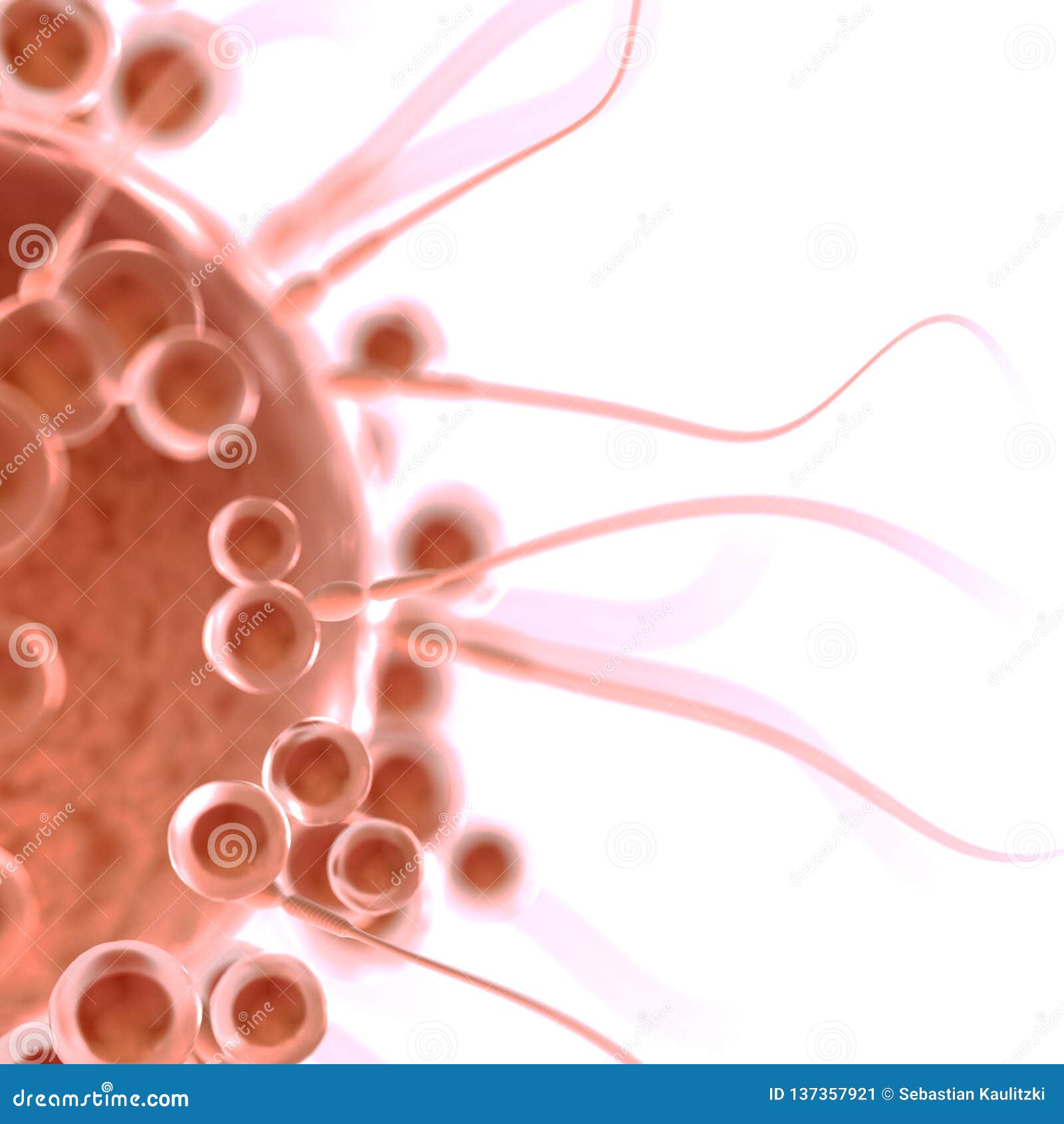 Fertilisez Une Cellule D'ovule Humain Illustration Stock - Illustration ...