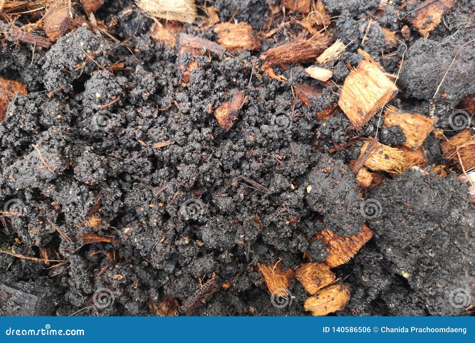 The Fertility Soil Mix of Coconut Husk is High in Minerals Stock Photo ...