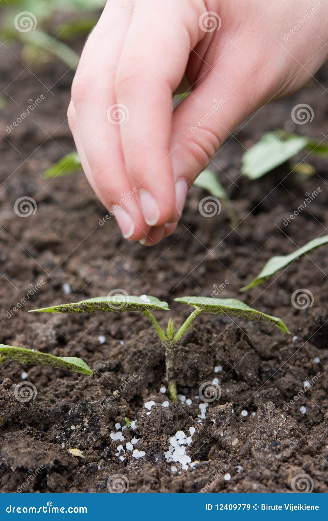 Fertilization stock image. Image of care, soil, granulated - 12409779