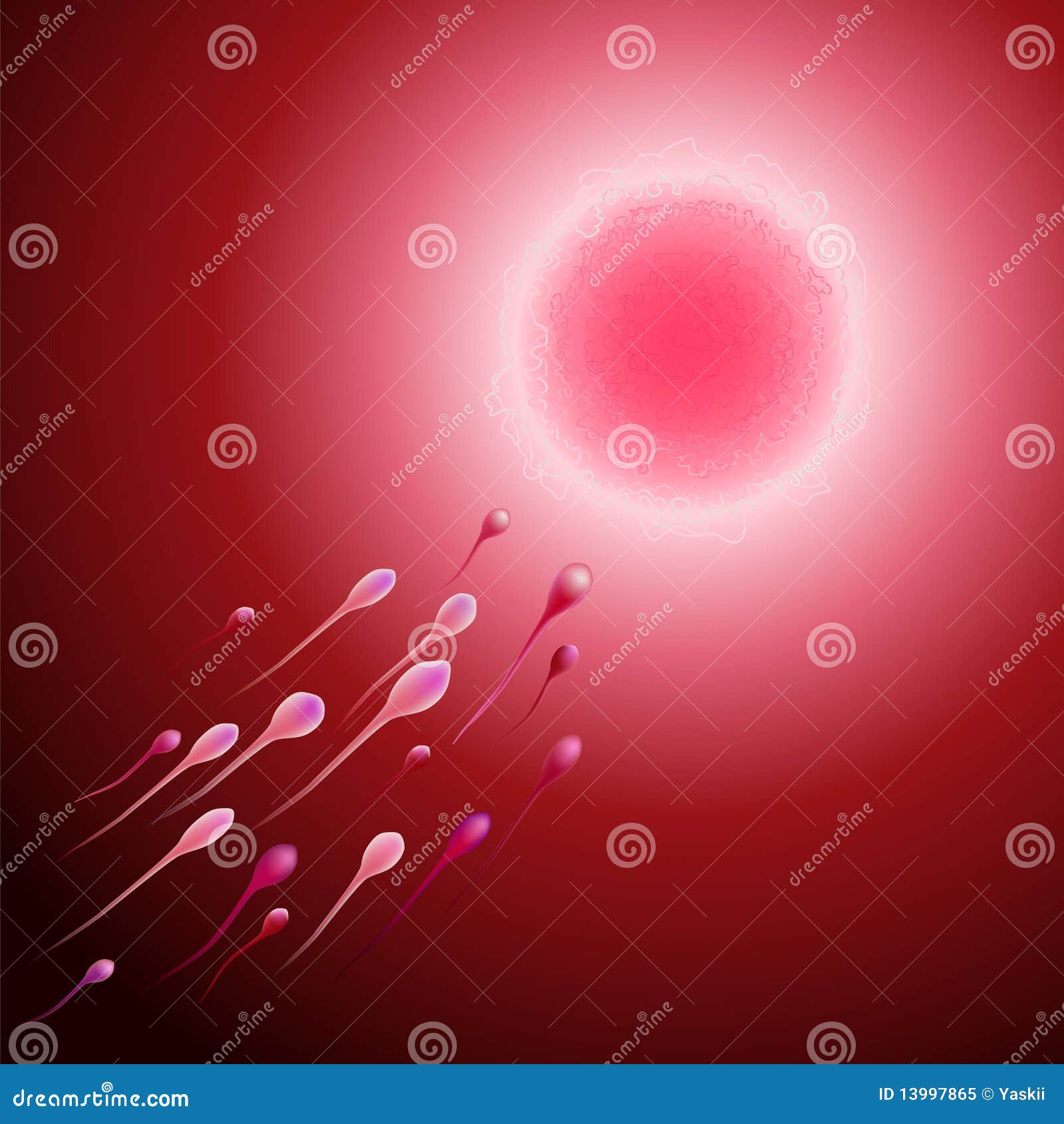 Fertilization Background Stock Illustrations – 4,634 Fertilization ...