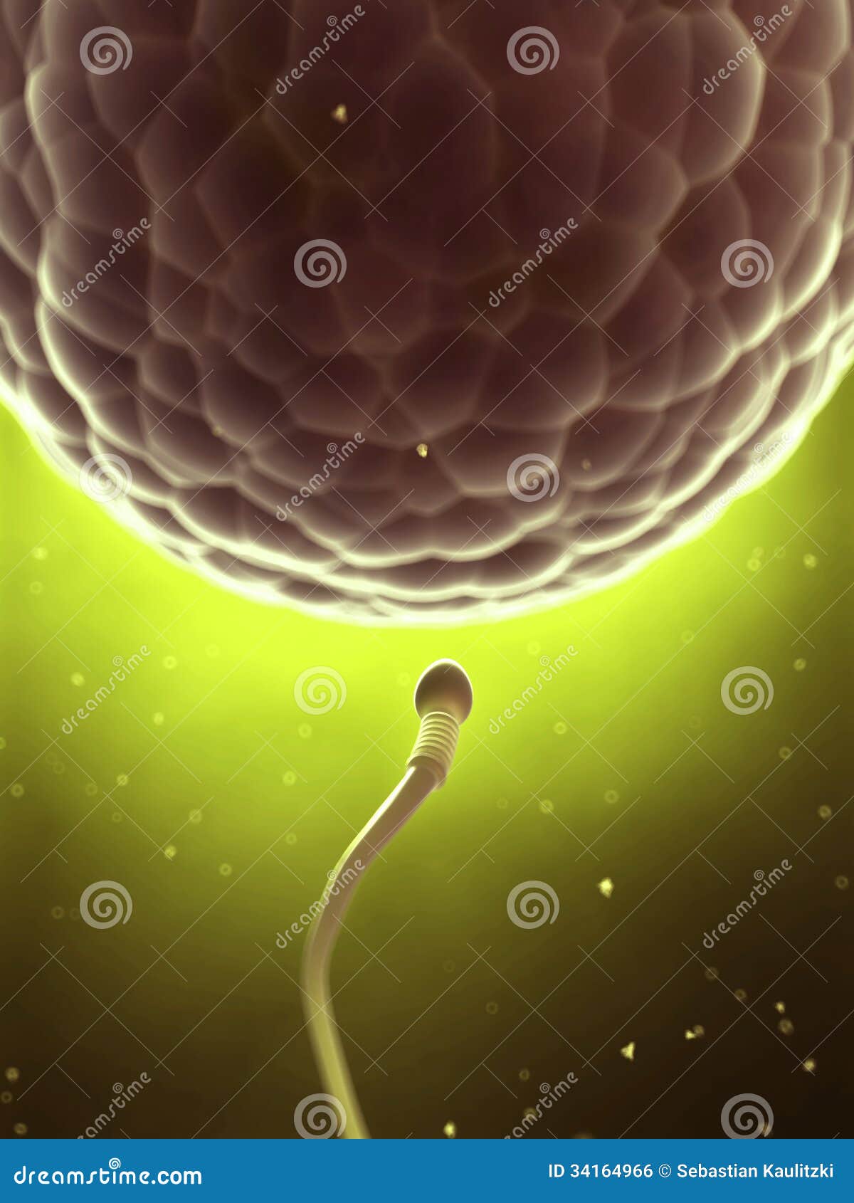 The fertilization stock illustration. Illustration of concept - 34164966