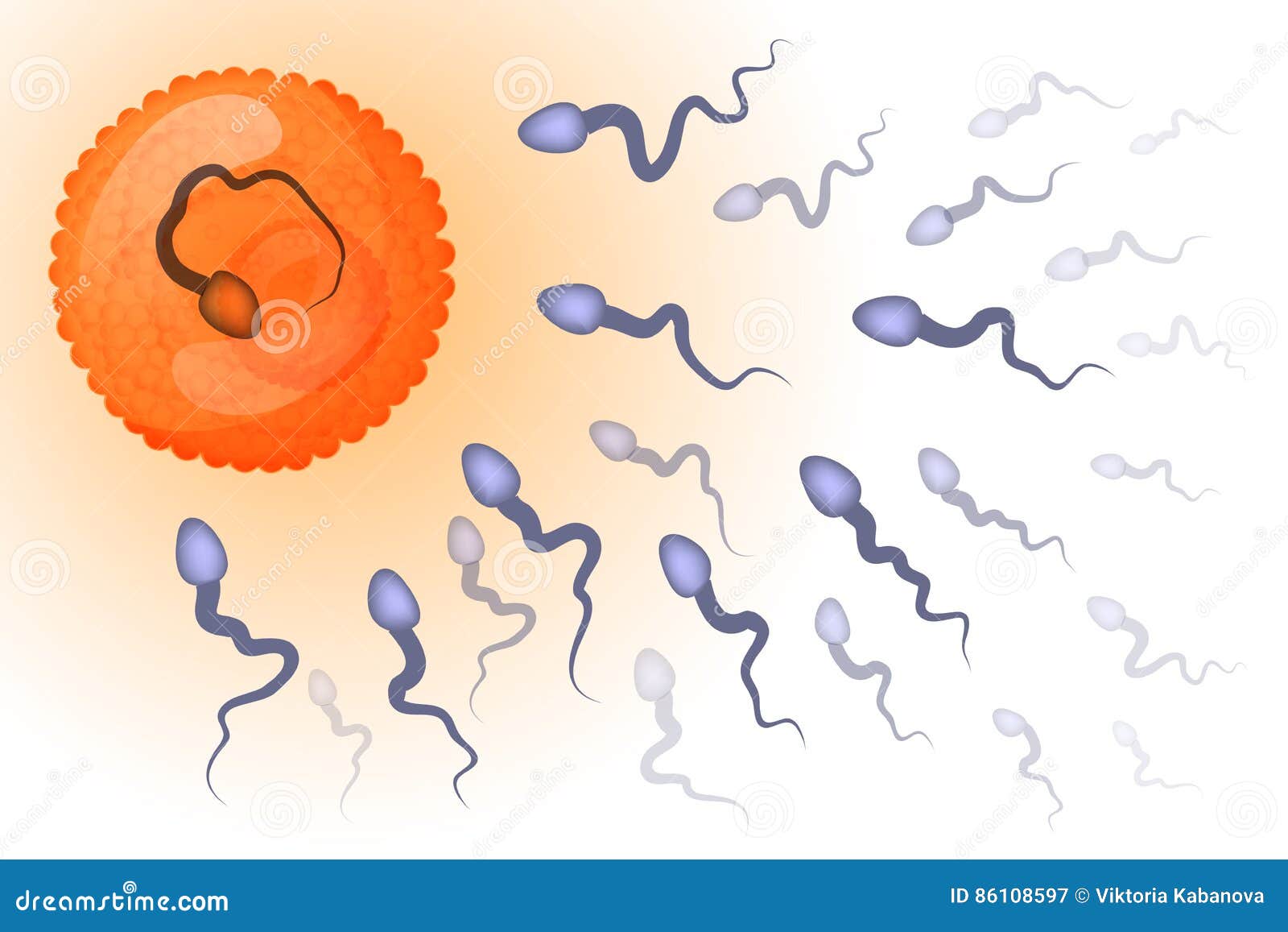 Fertilization Of An Egg By A Sperm Stock Vector Illustration Of