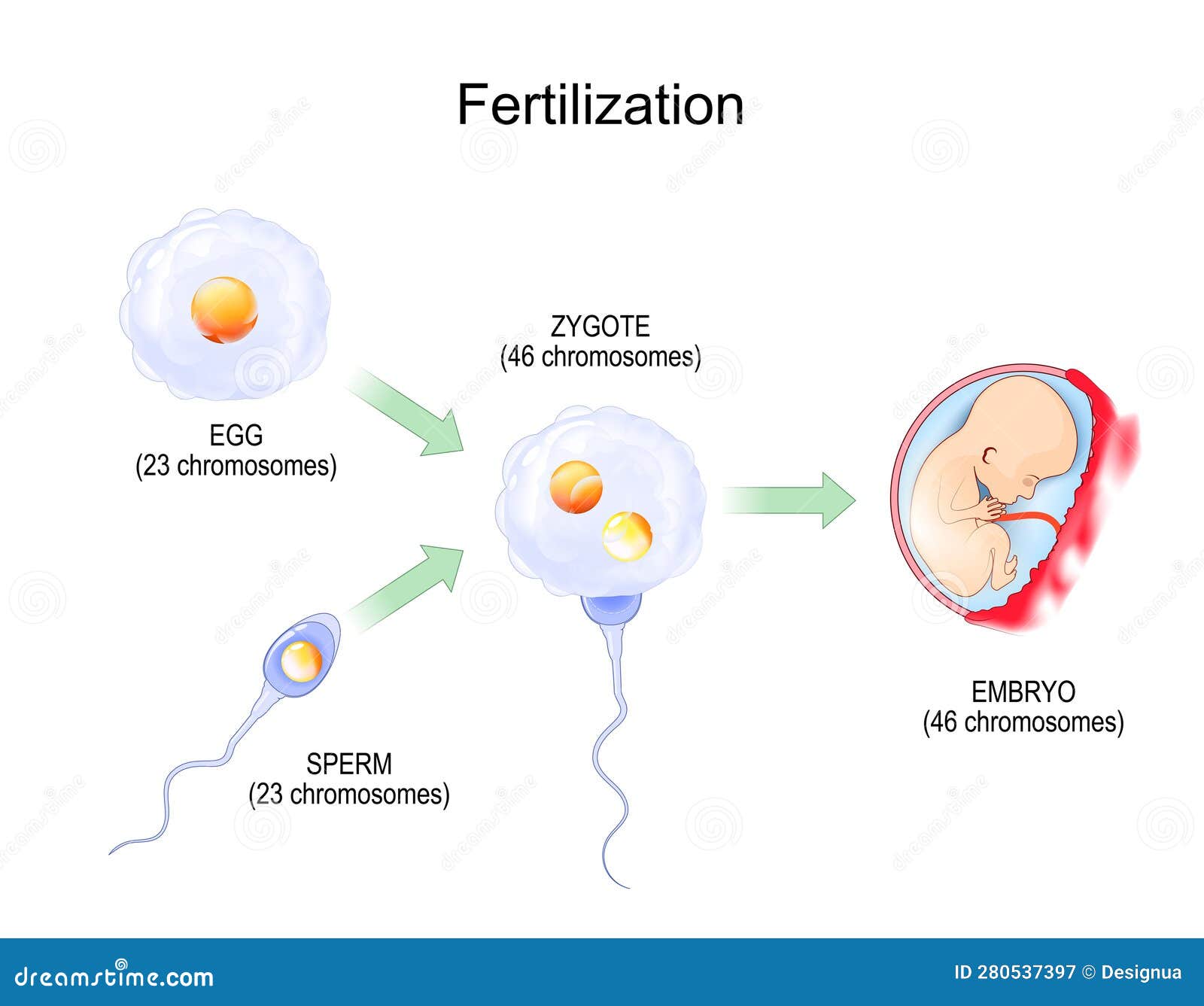 Fertilization Is The Fusion Of Haploid Gametes Egg Royalty Free Stock