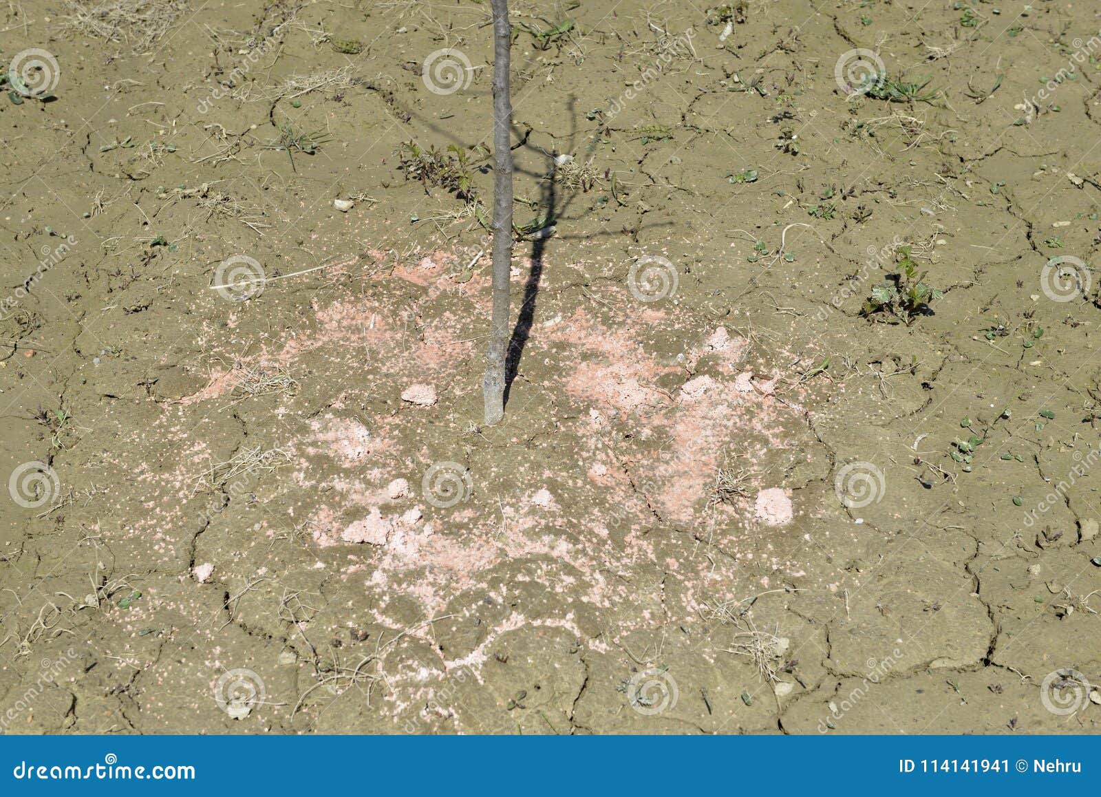 Fertilization of a Fresh Planted Young Fruit Tree Stock Image - Image ...