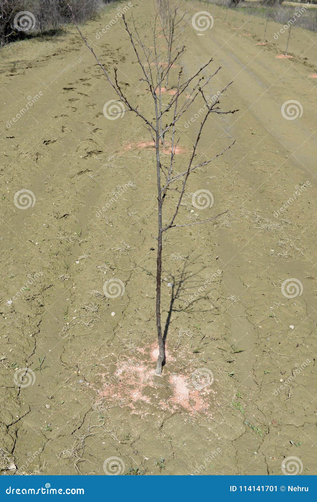 Fertilization of a Fresh Planted Young Fruit Tree Stock Image - Image ...