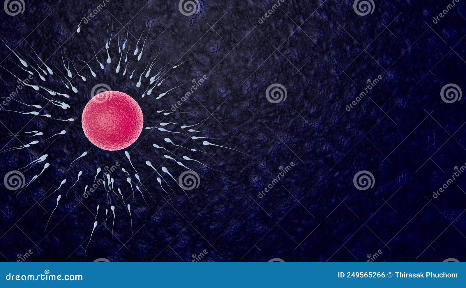 Fertilization Is The Fusion Of Haploid Gametes Egg And Sperm Premium