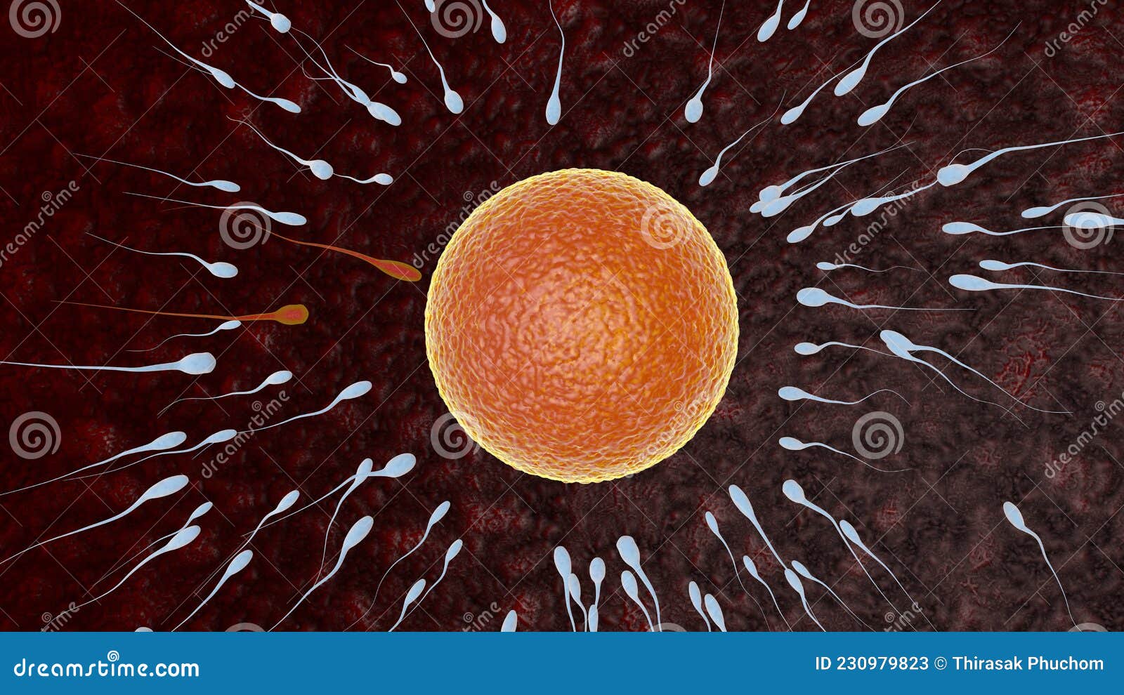 Fertilization Is The Fusion Of Haploid Gametes Egg Stock Illustration
