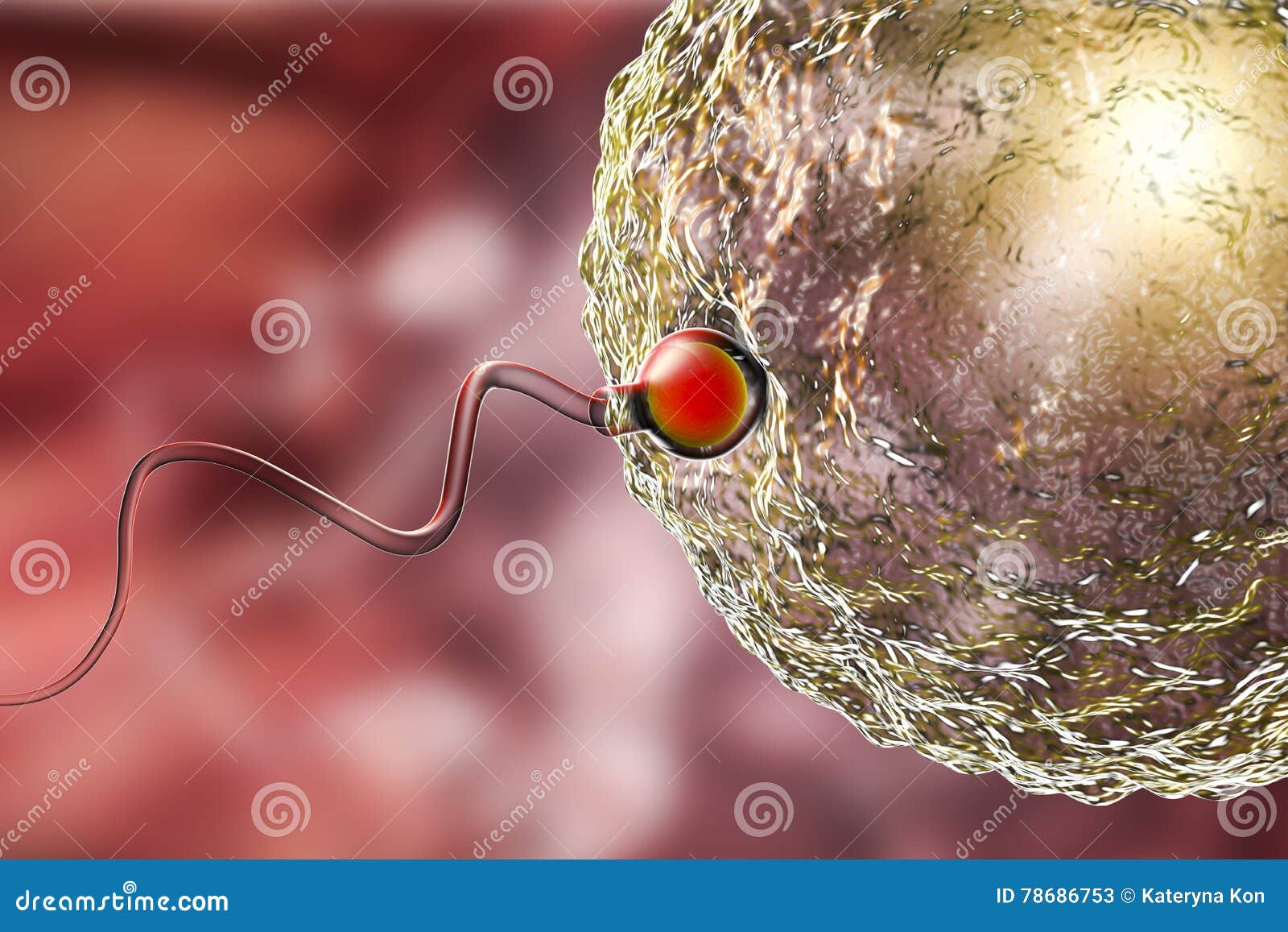 Fertilization of Human Egg Cell by Spermatozoan Stock Illustration ...