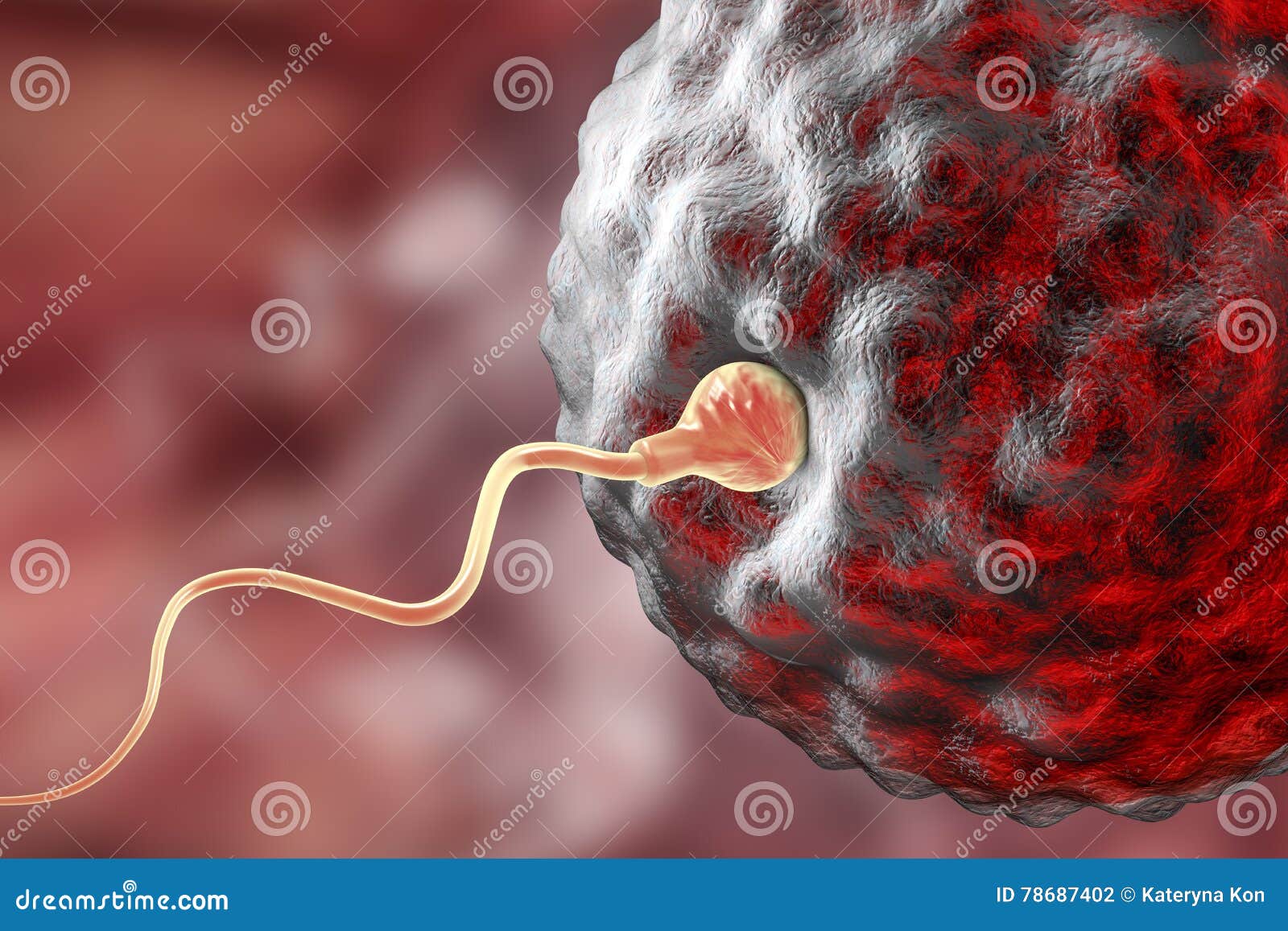 Fertilization of Human Egg Cell by Spermatozoan Stock Illustration ...