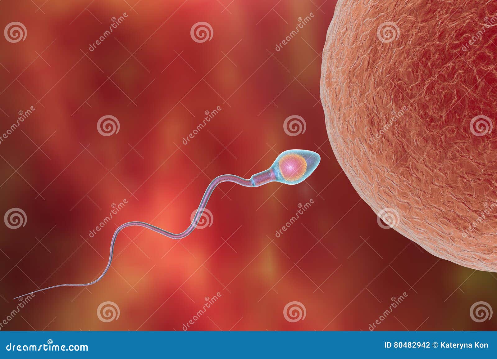 Fertilization of Human Egg Cell by Spermatozoan Stock Illustration ...