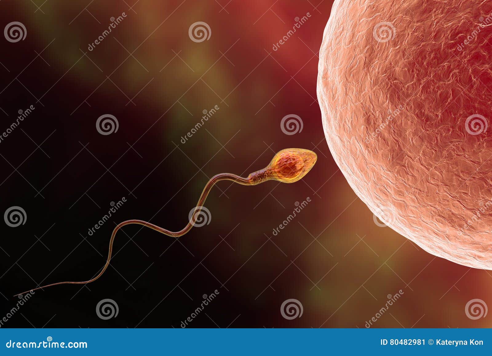 Fertilization of Human Egg Cell by Spermatozoan Stock Illustration ...