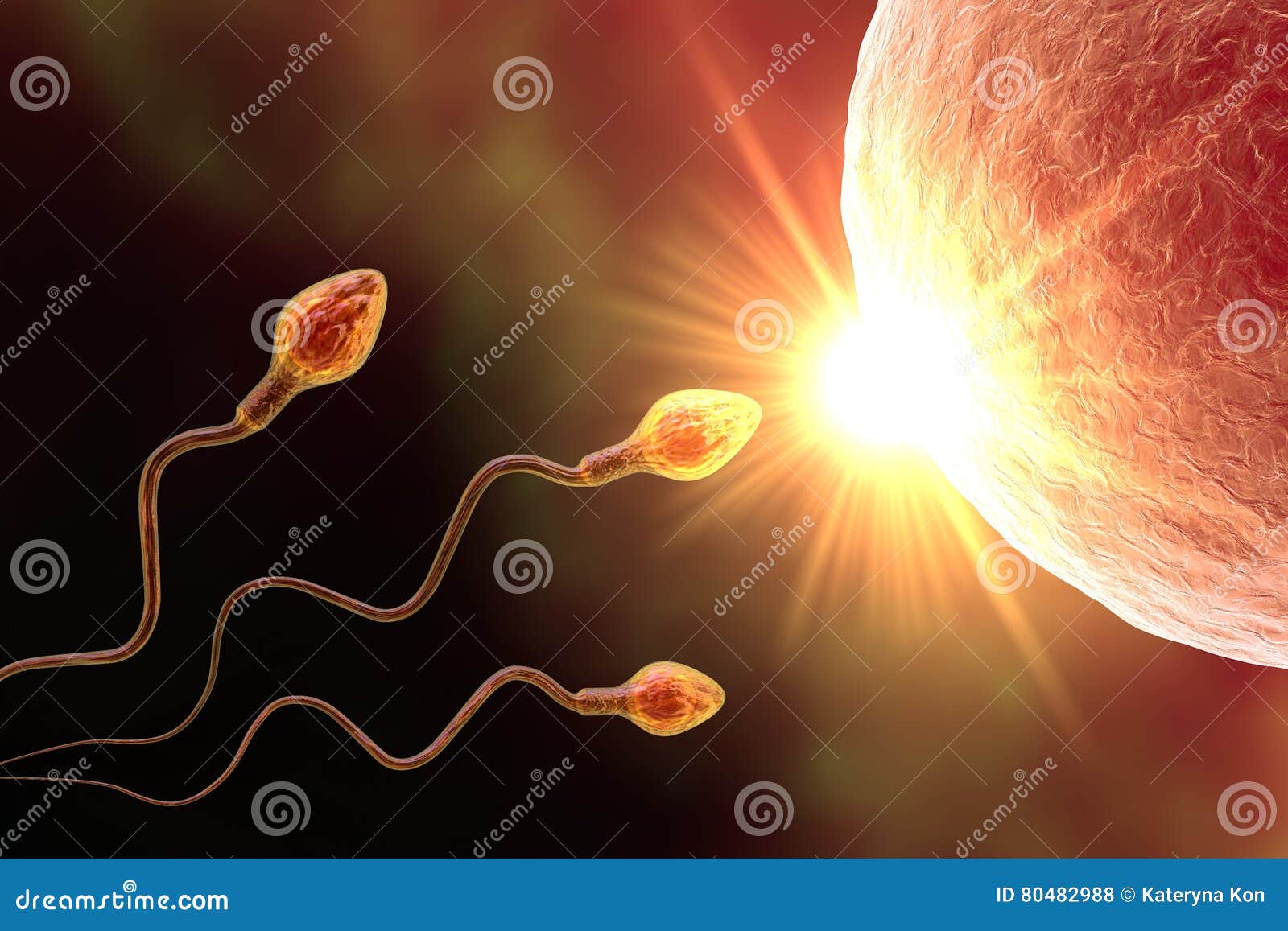 Fertilization of Human Egg Cell by Spermatozoan Stock Illustration ...