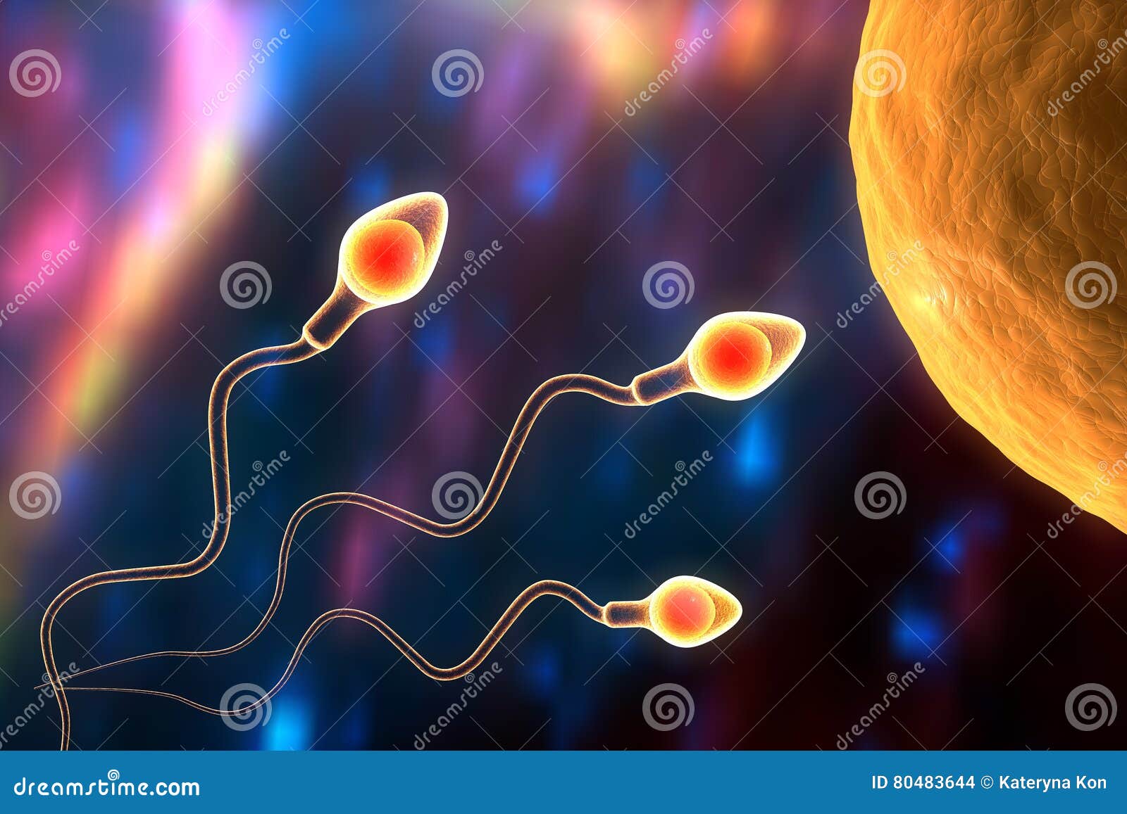 Fertilization of Human Egg Cell by Spermatozoan Stock Illustration ...