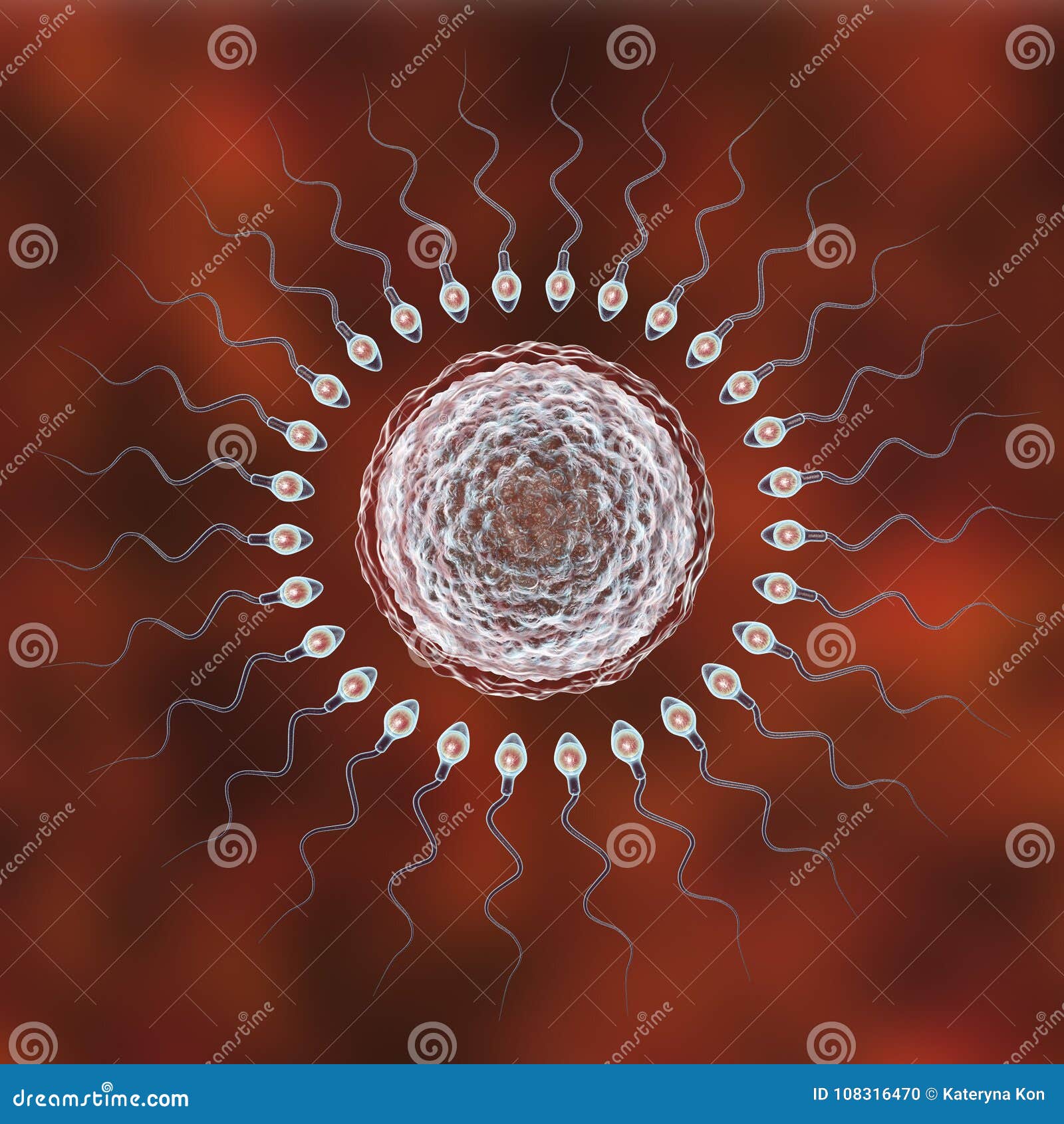 Fertilization of Human Egg Cell by Spermatozoan Stock Illustration ...