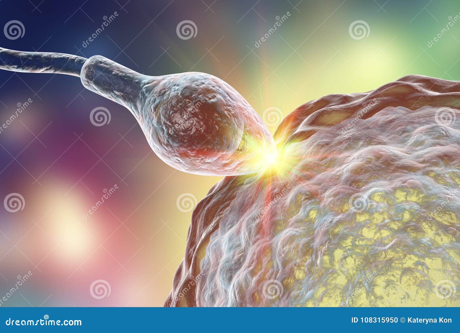 Fertilization of Human Egg Cell by Spermatozoan Stock Illustration ...