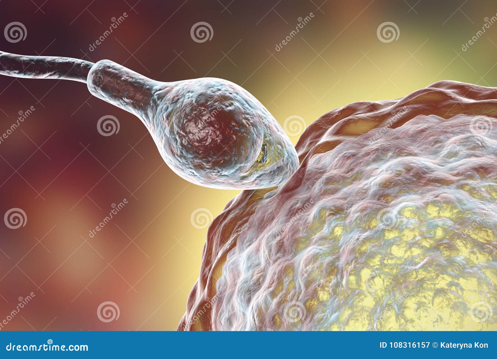 Fertilization of Human Egg Cell by Spermatozoan Stock Illustration ...